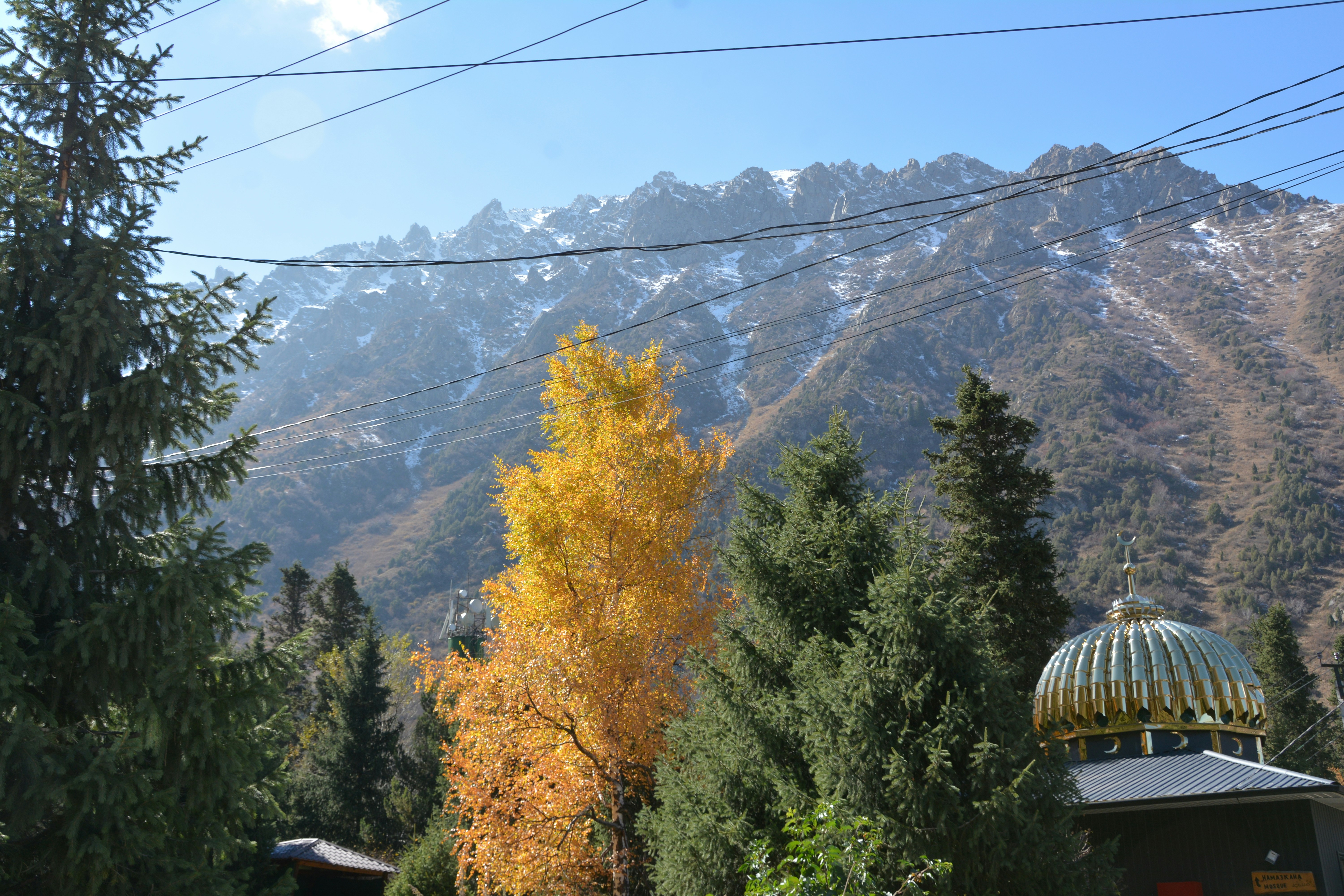Golden Aspen Framed by Alpine Pines Under Snow-Dusted Peaks
