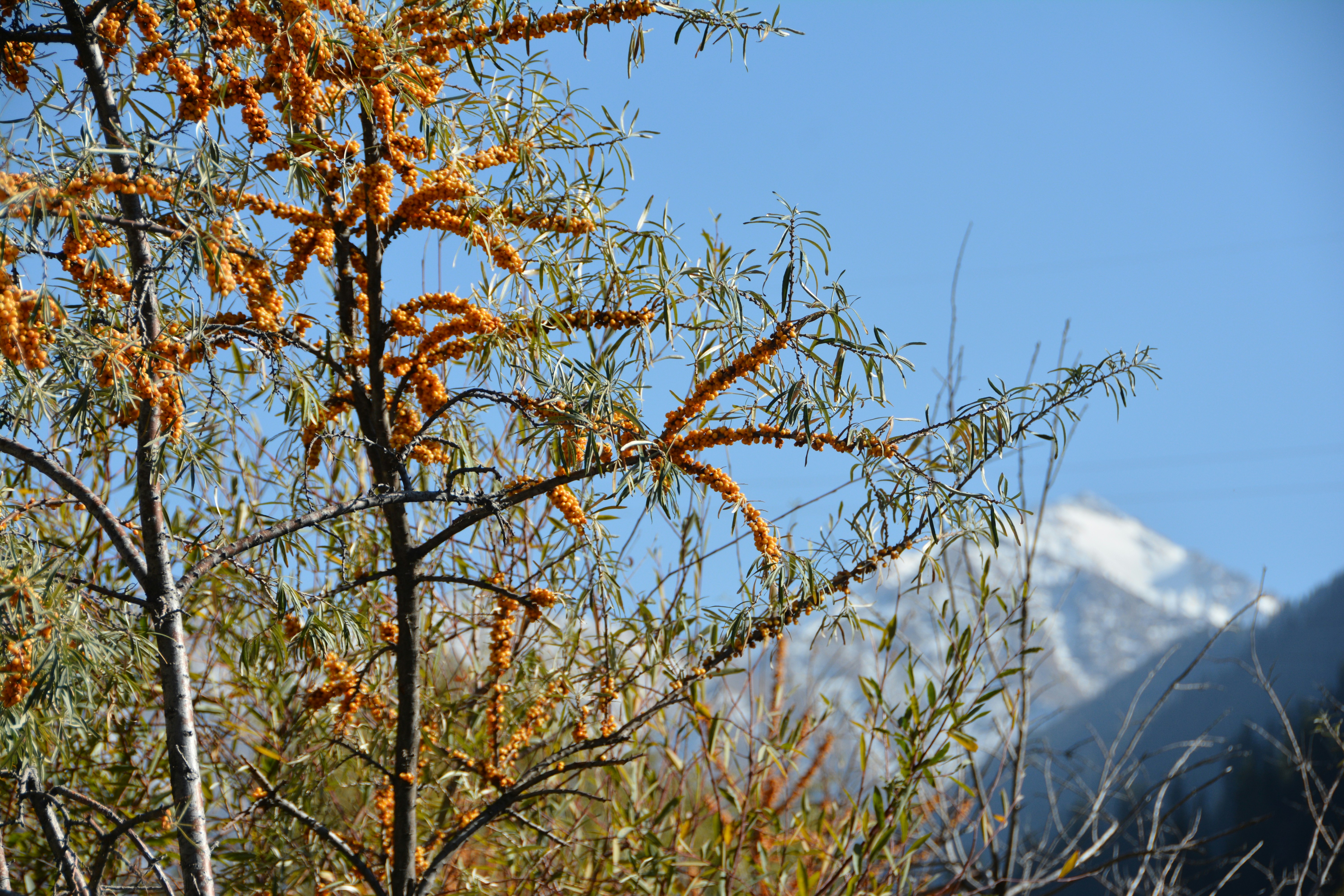 Autumn Branches Framing a Snowcap Horizon
