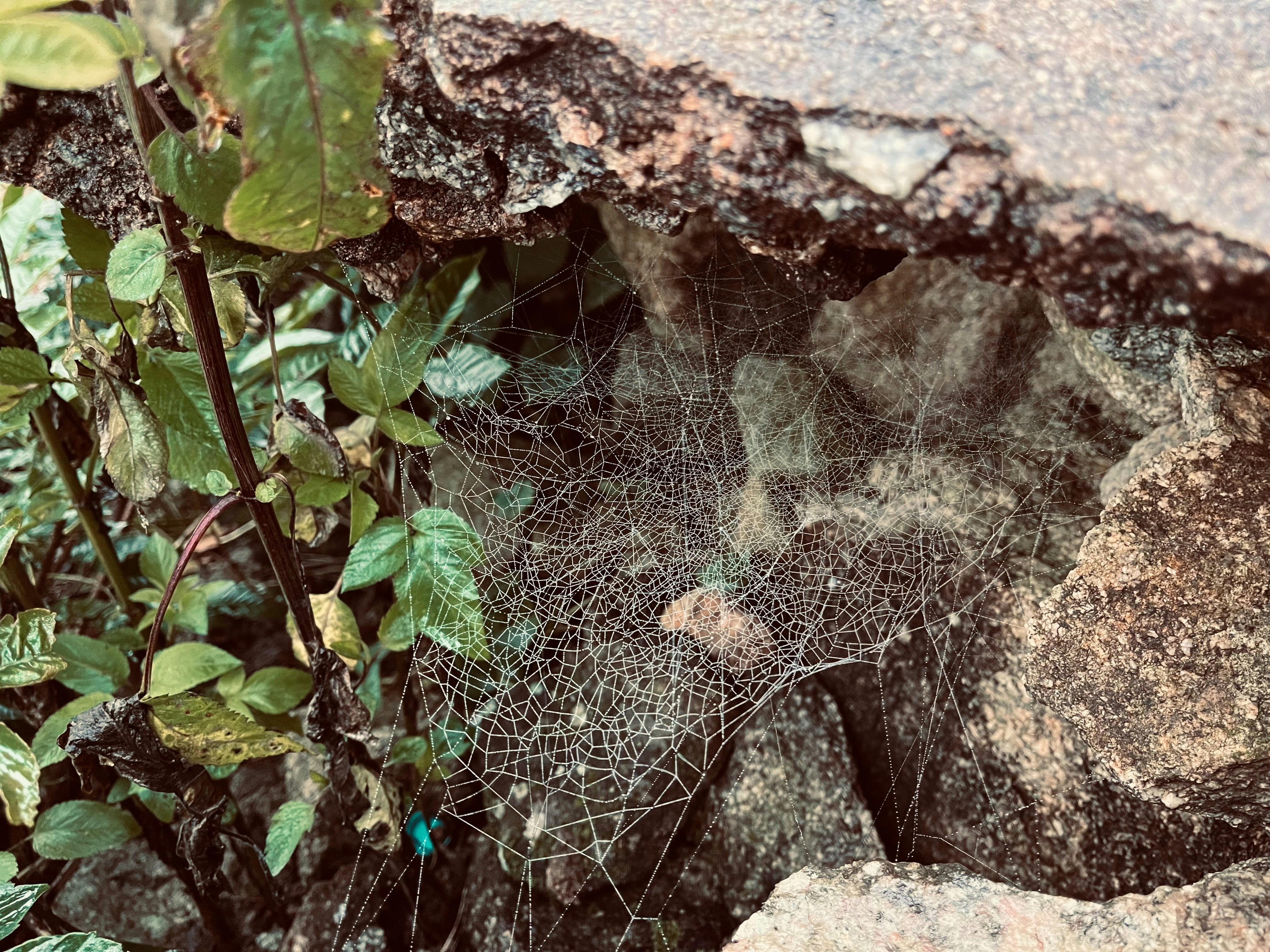 Nature's Intricate Weaving: A Hidden Web