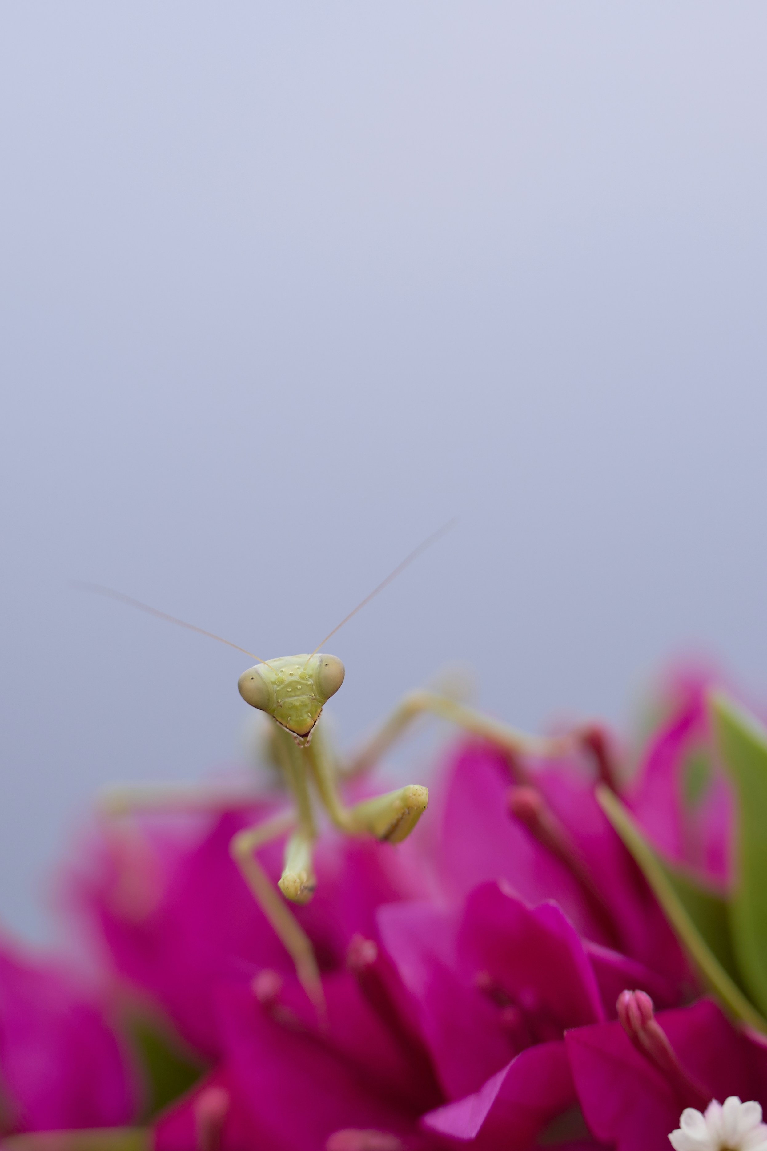 A praying mantis on pink flowers.