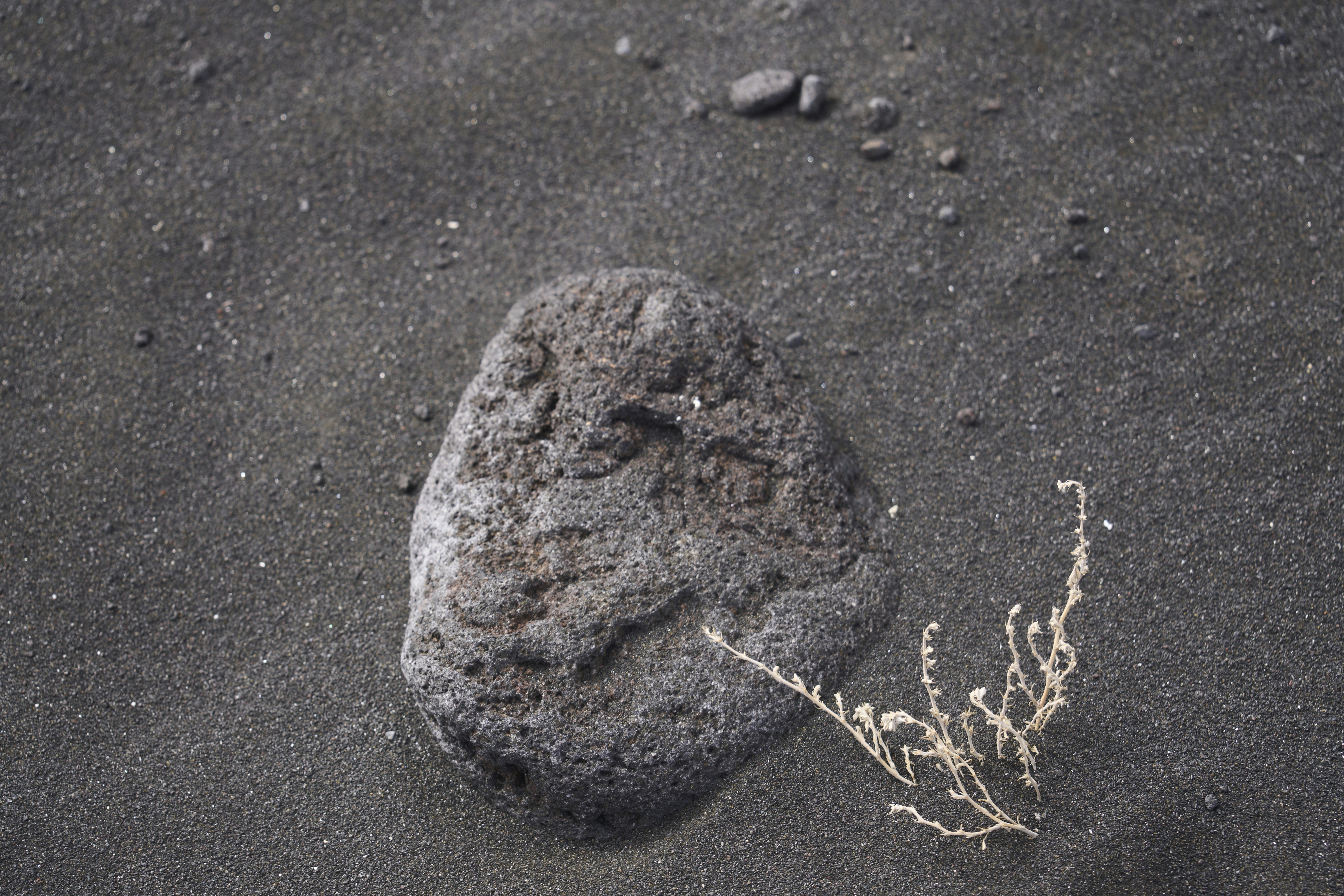 A textured stone rests on a bed of dark sand, accompanied by delicate dry vegetation, highlighting the contrast between organic forms and mineral textures.