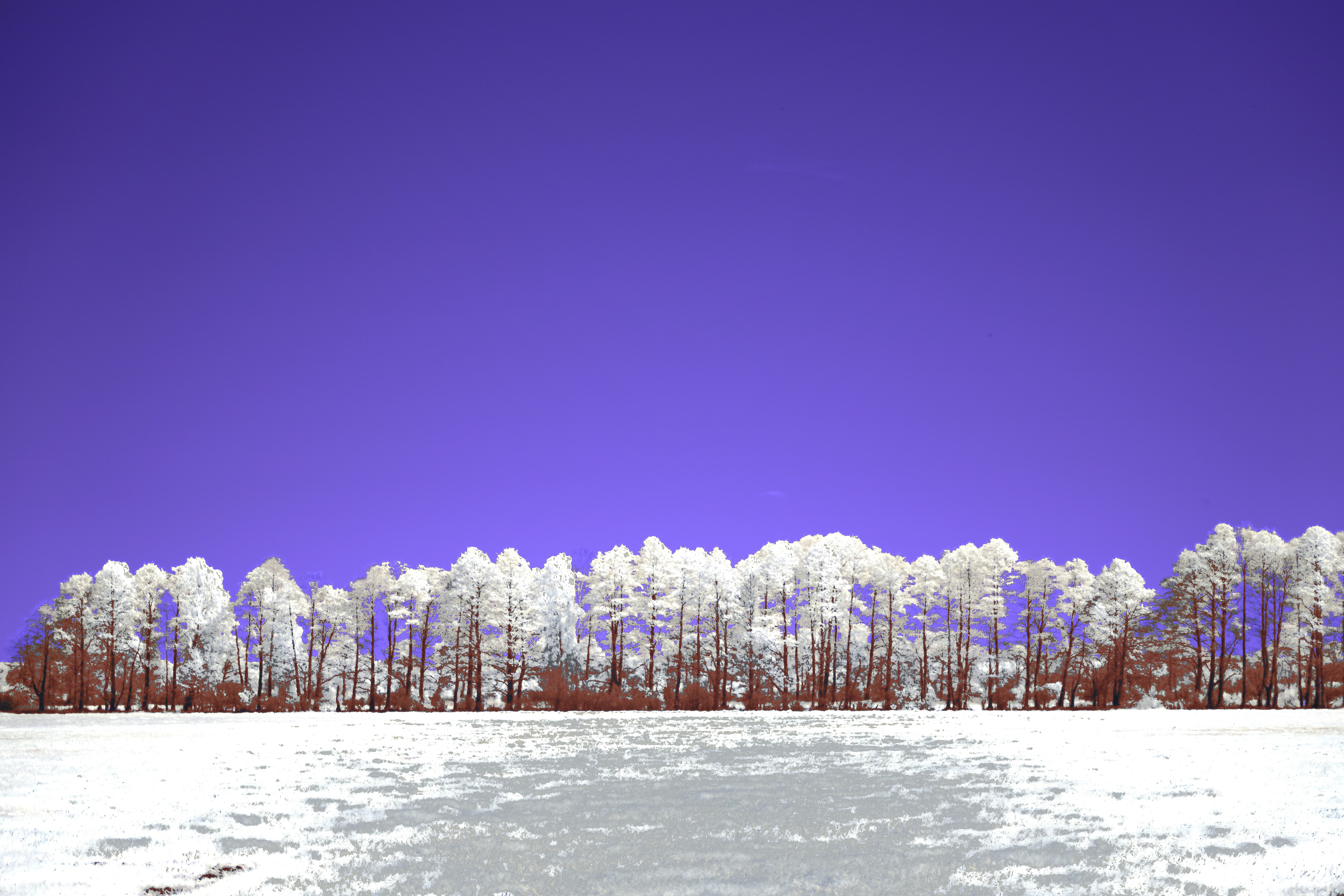 Violet Horizon over Snow-Frosted Pines in Infrared