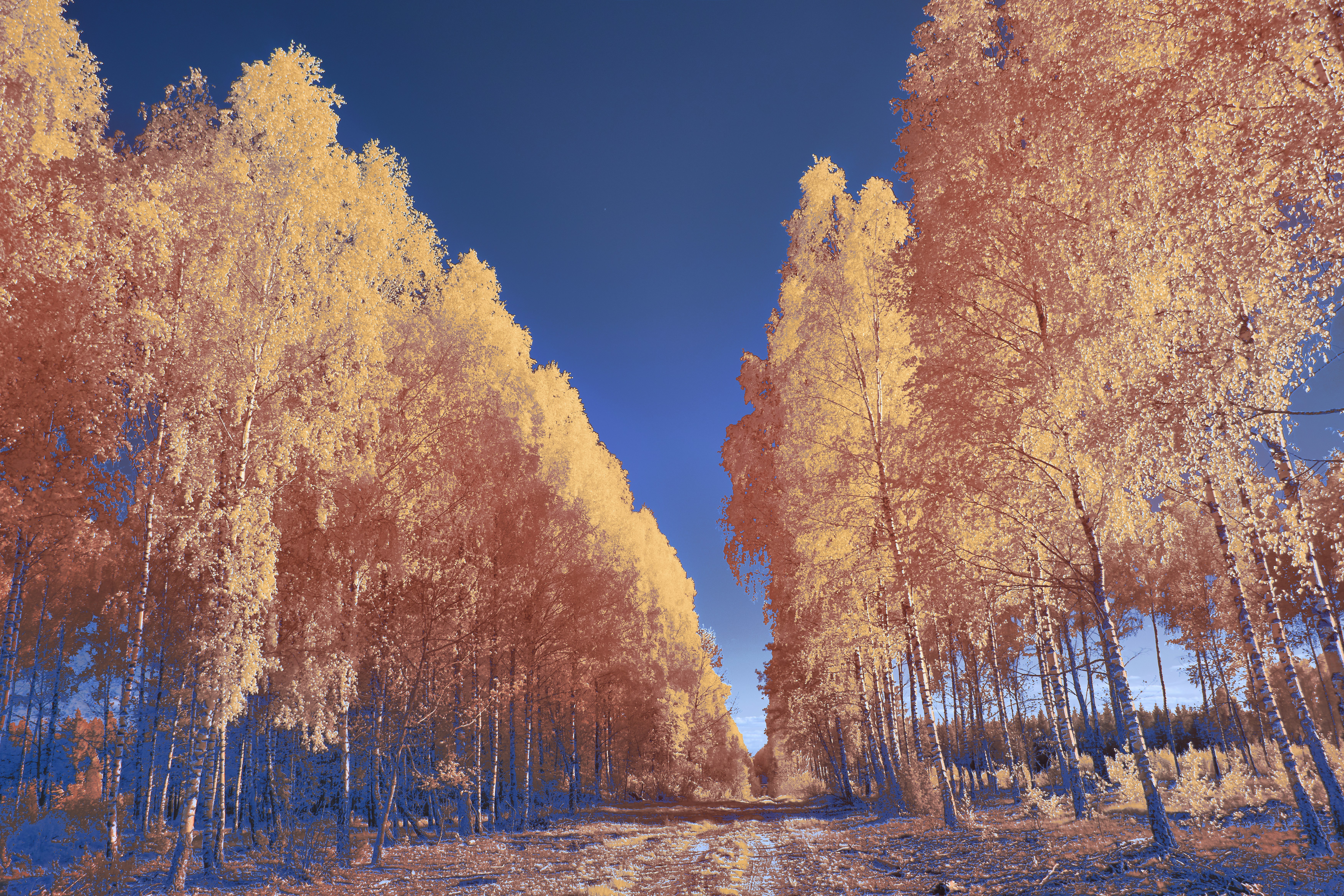Vibrant golden birch trees lining a serene pathway, creating a surreal atmosphere under a clear blue sky.
