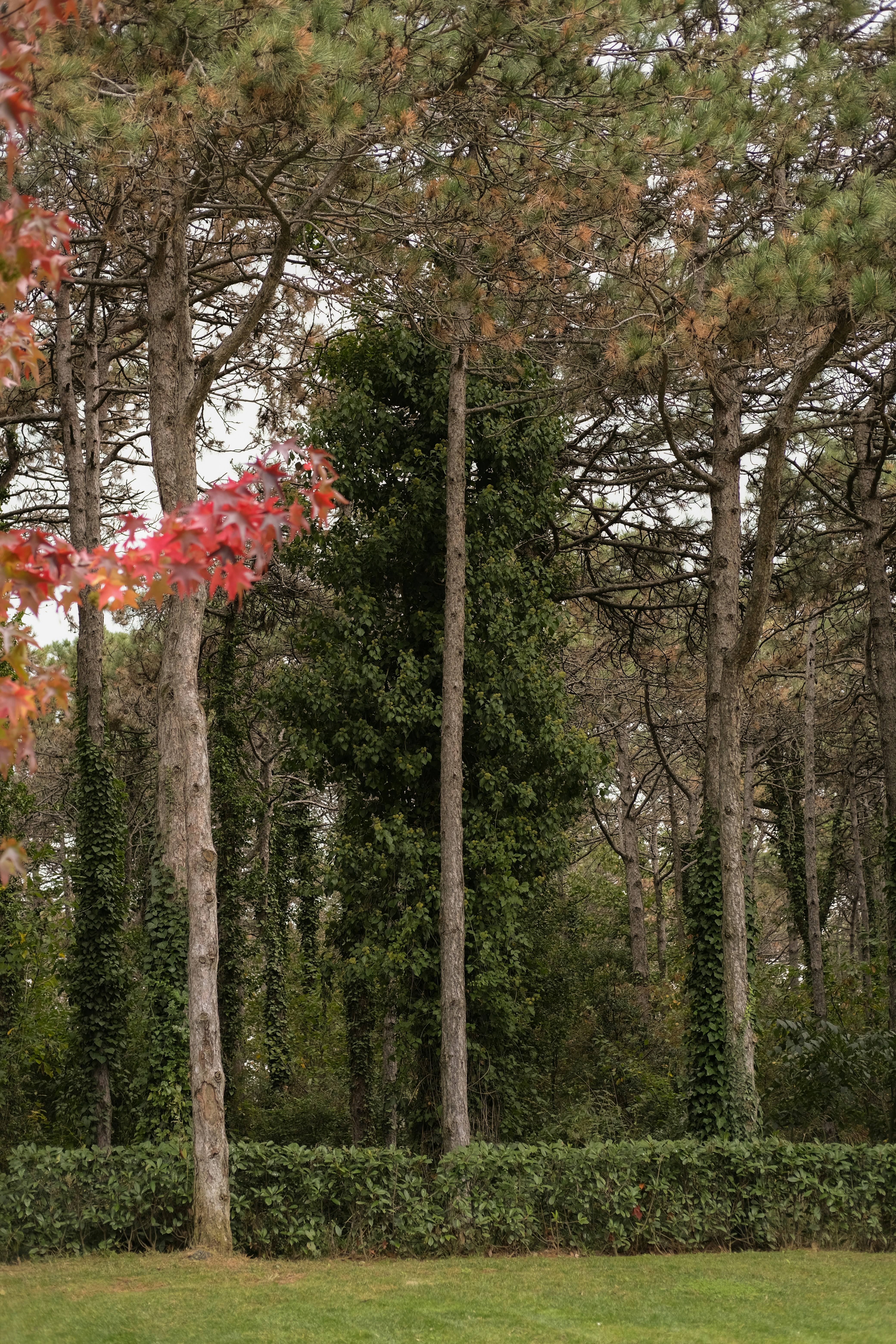 Forest Wall of Ivy and Pines