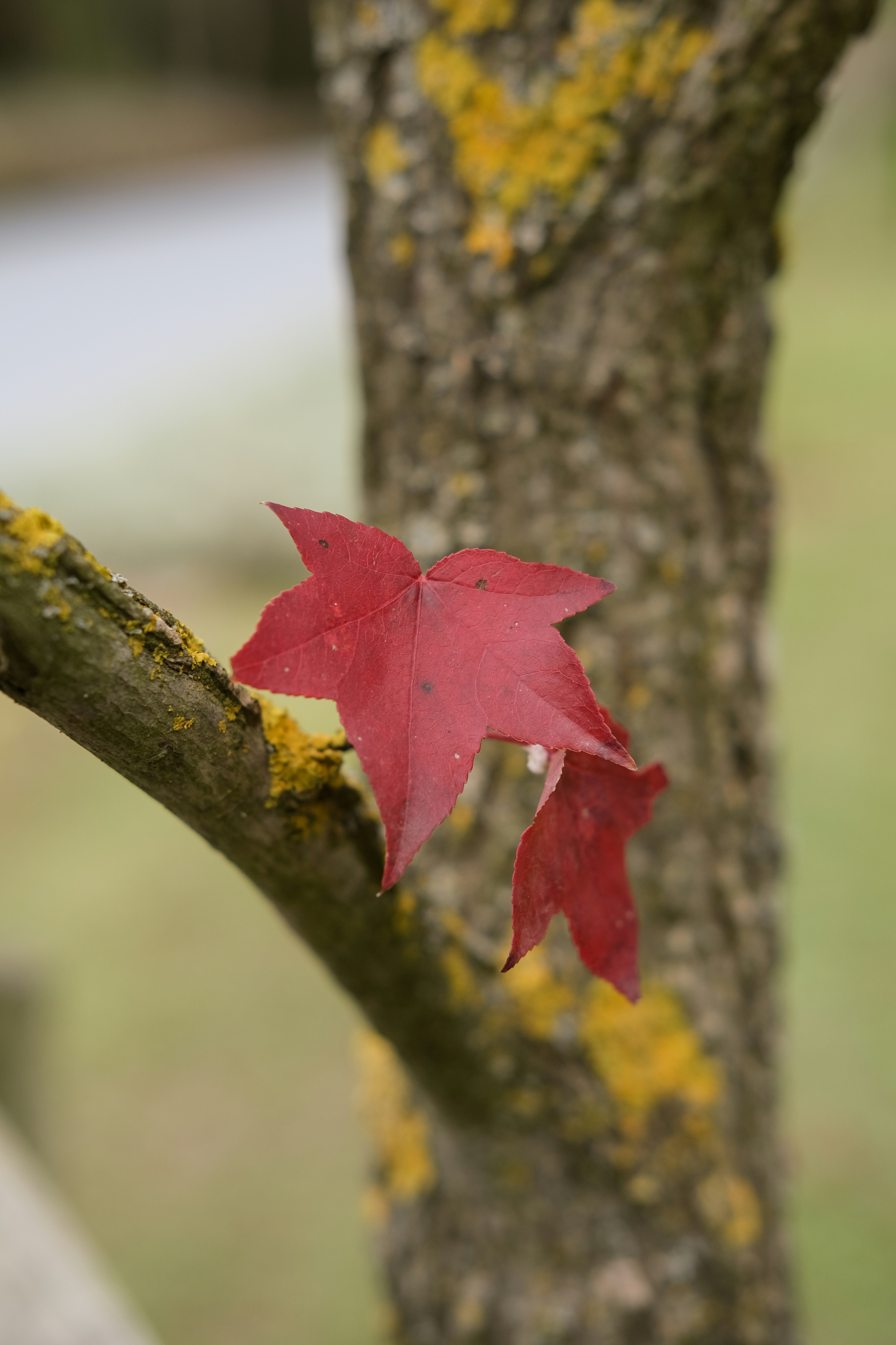 Crimson Maple Leaf Adorning a Lichen-Speckled Branch