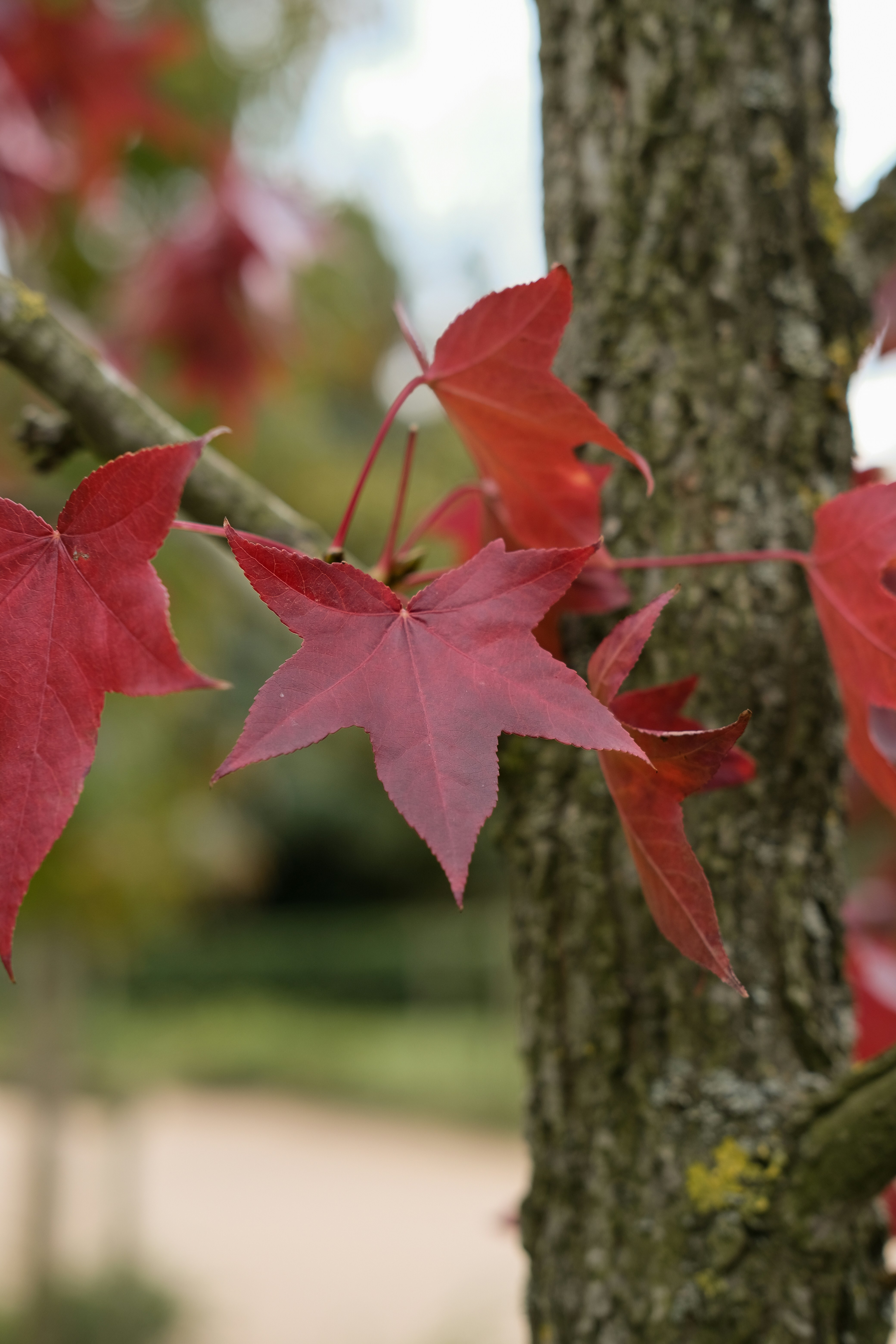 Crimson Maple: A Leaf's Quiet Moment on Bark