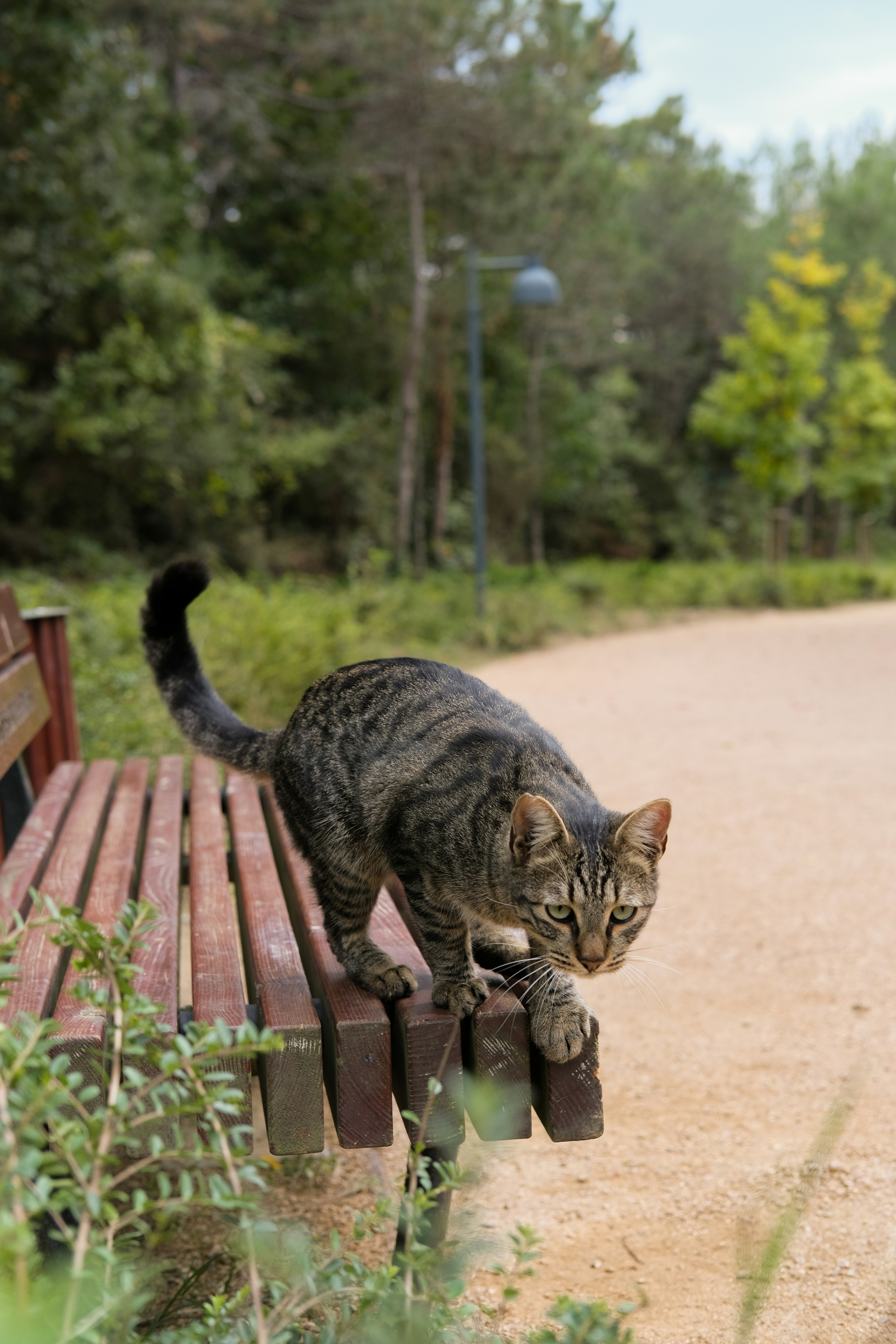 Whiskers on the Edge: A Feline Adventure