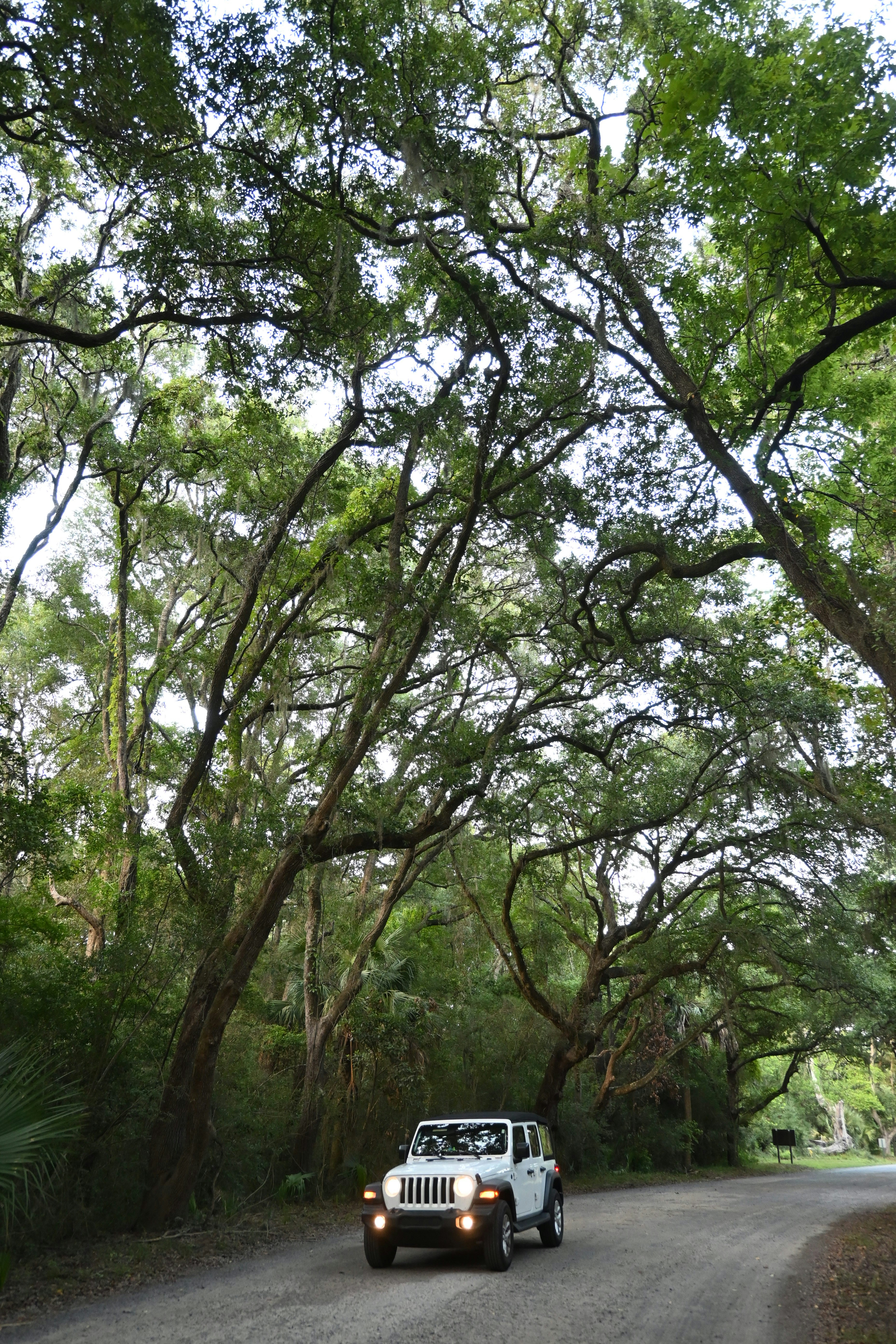 Journey Through the Canopy