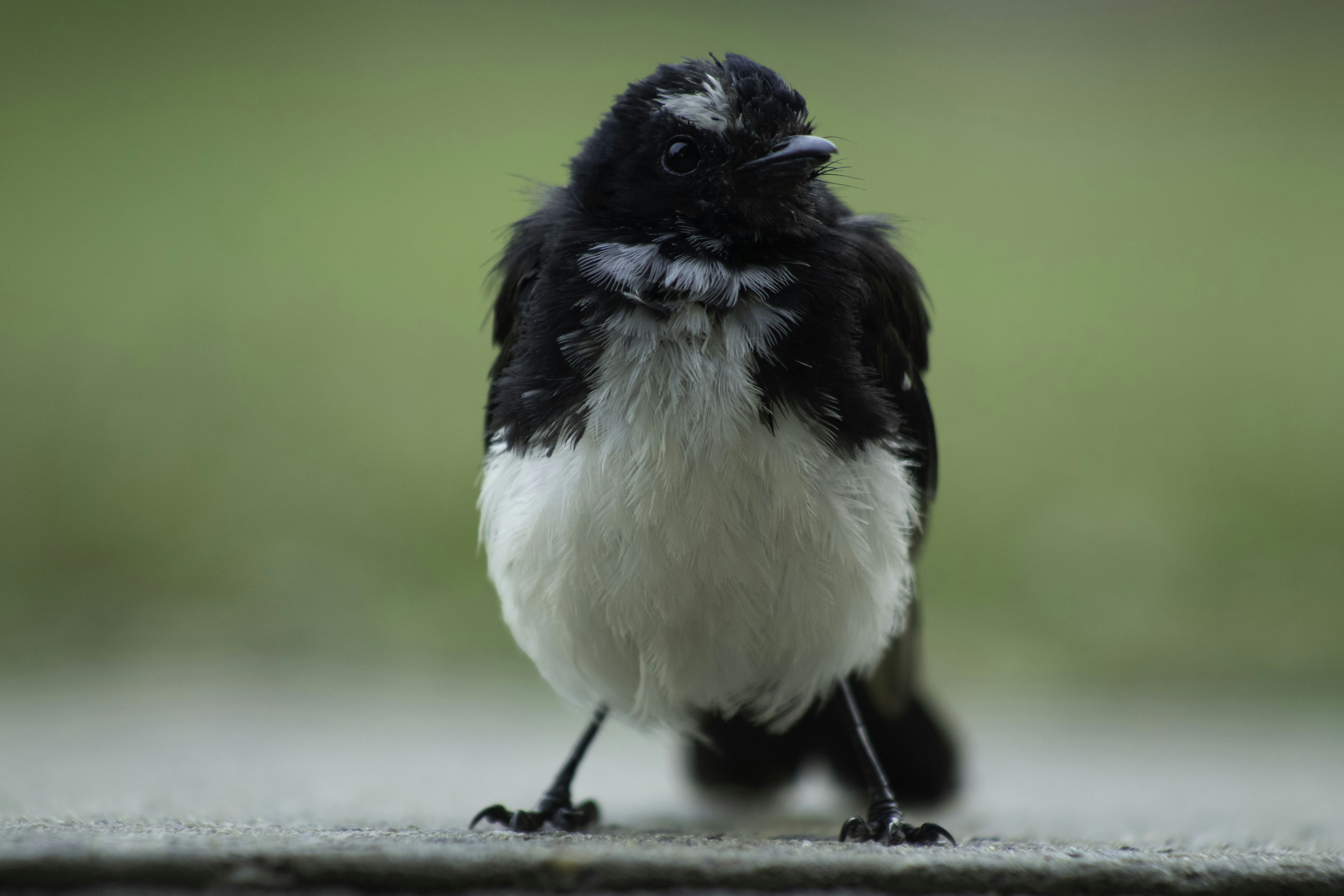 willy wag tail standing in a backyard | A small black and white bird stands on a ledge.