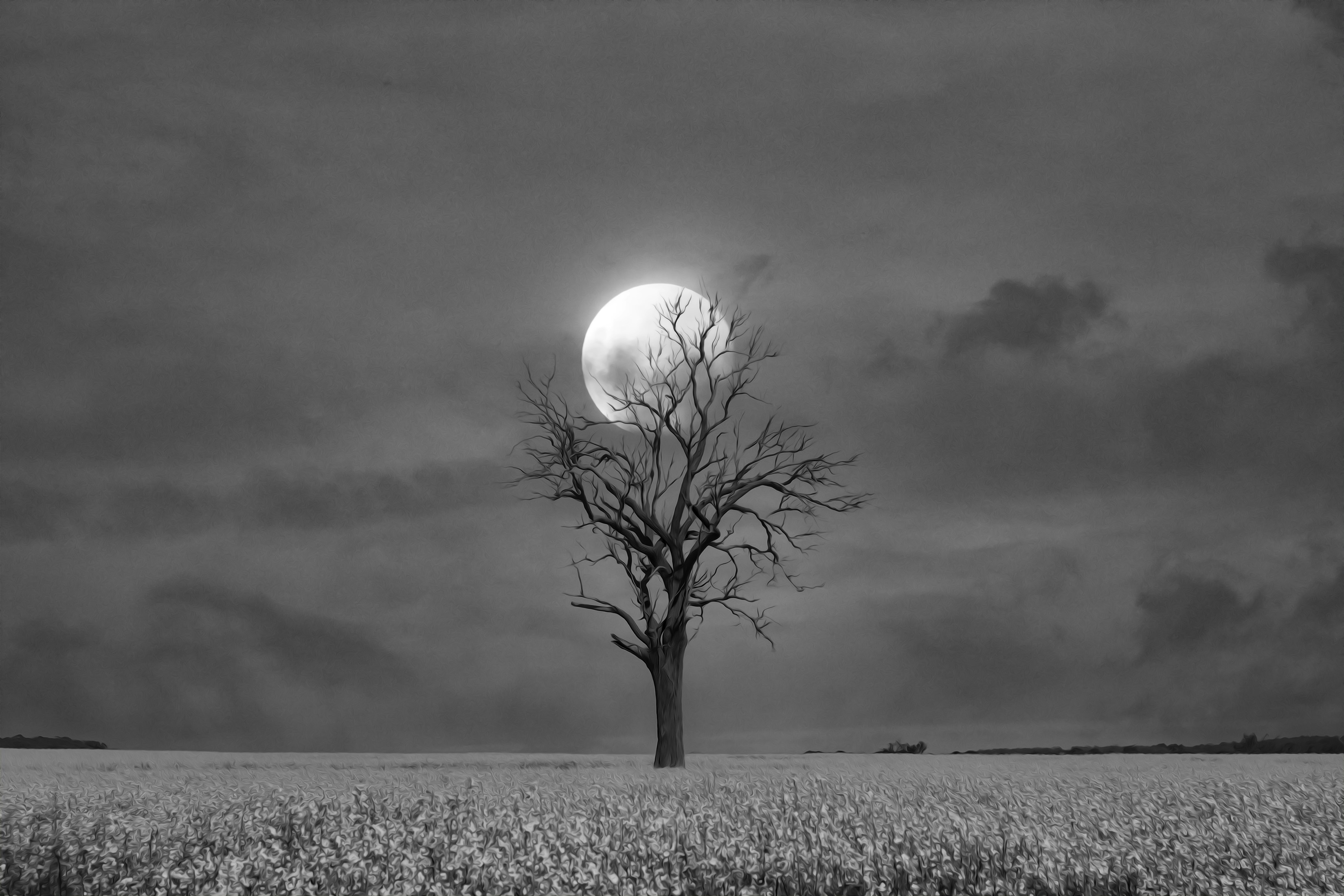 moon behind dead tree | Bare tree in field under full moon