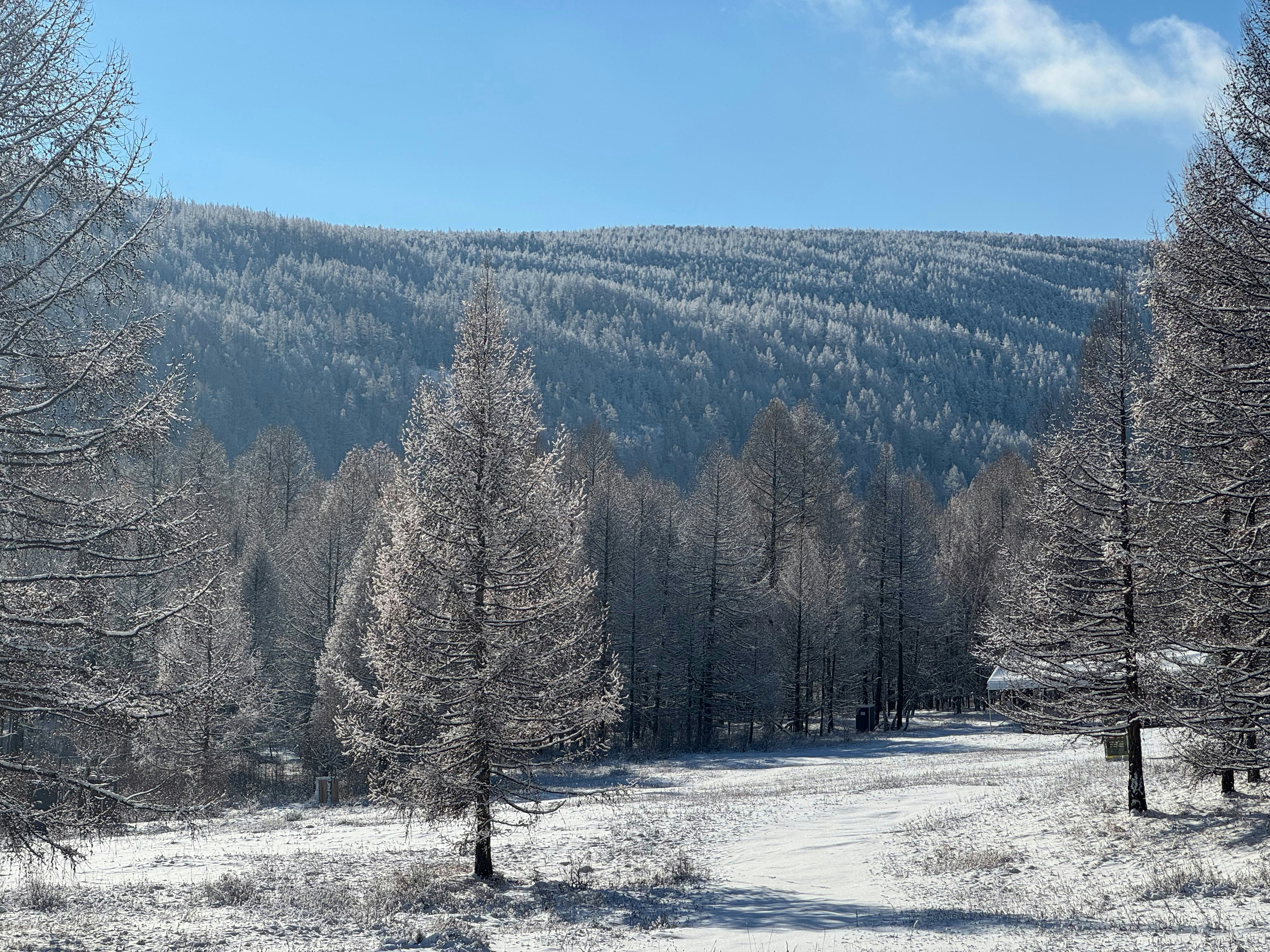 Mongolia Terelj | Snow-covered trees line a path through a forest.