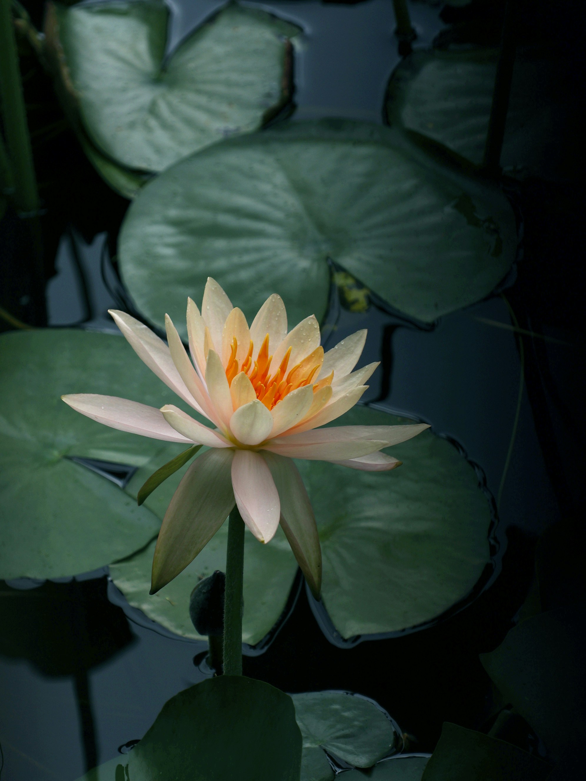 Peach Bloom in Shadowed Waters: A Calm Lily Among Jade Pads