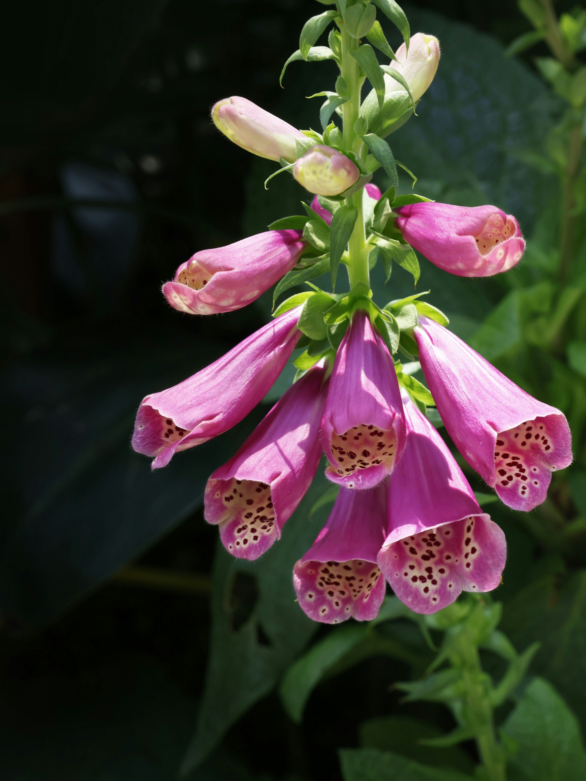 Whispers of the Foxglove: Nature's Elegant Bellflowers