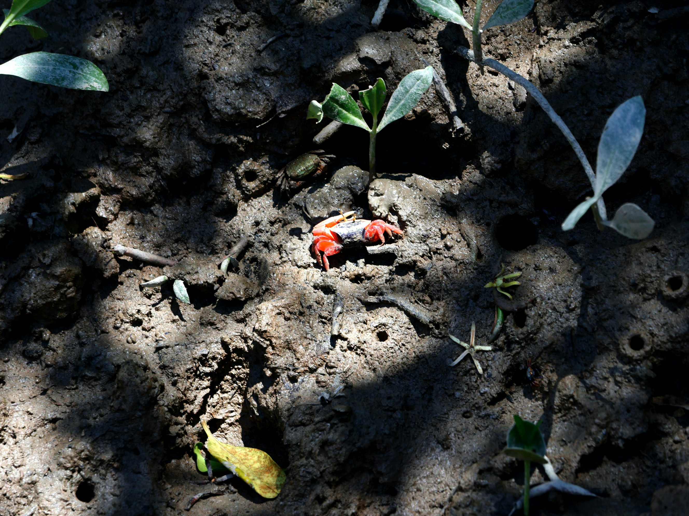 Crimson Claws Amidst Earthen Shadows