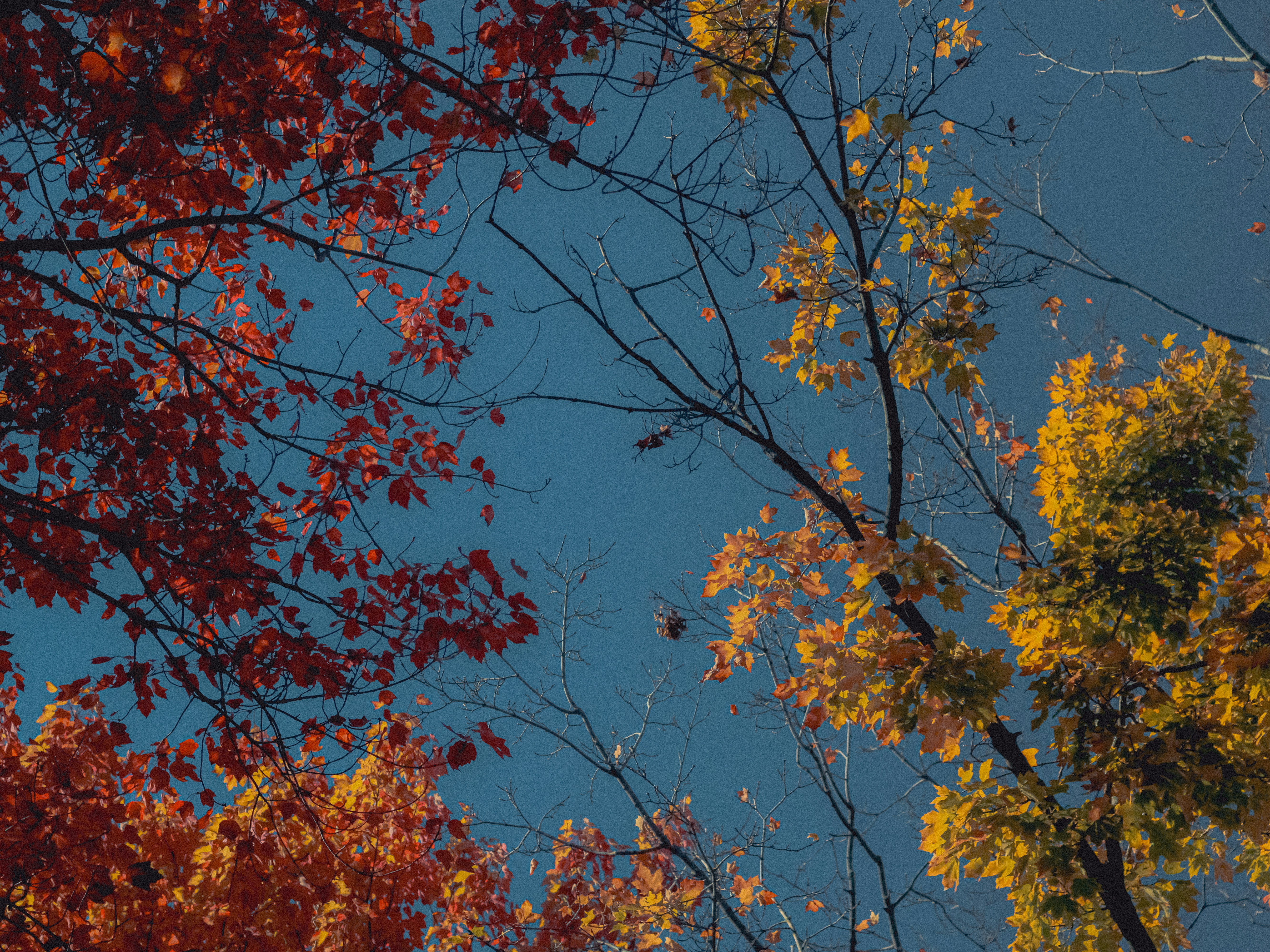 bright autumn leaves and branches under clear blue sky | Colorful autumn leaves against a clear blue sky