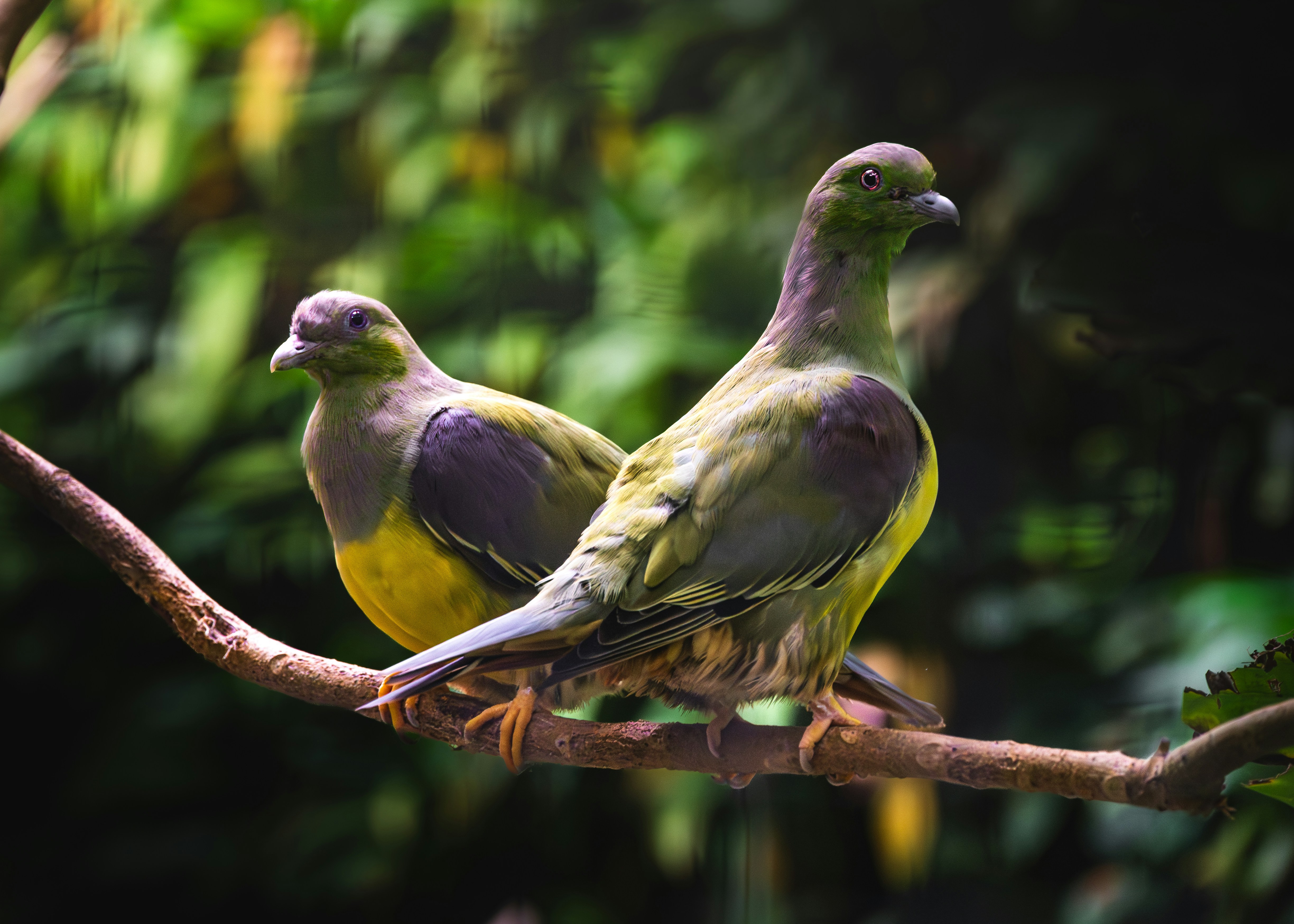 Harmony in Plumage: A Pair of Tropical Doves