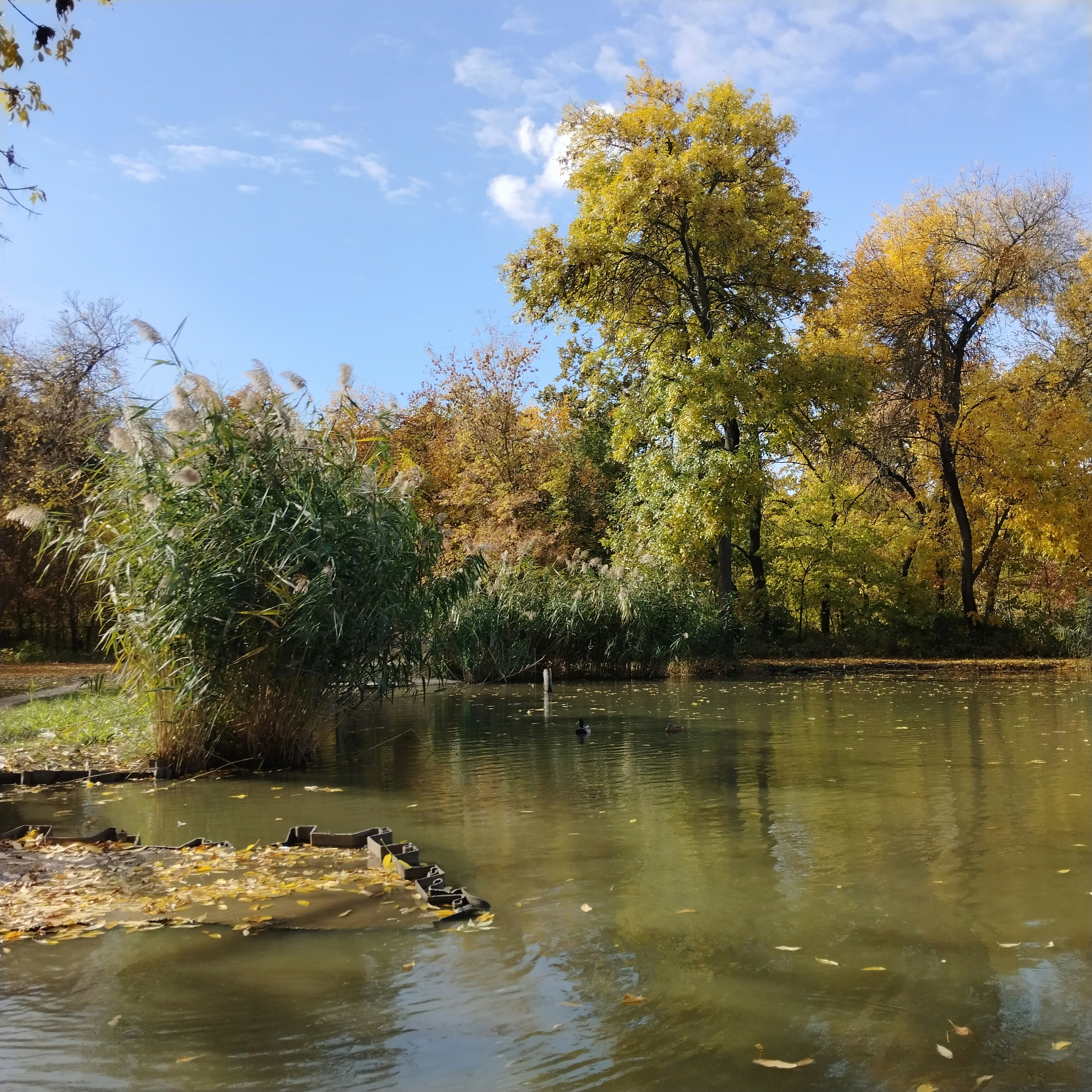 Serene pond surrounded by vibrant autumn foliage, with gentle ripples reflecting the colorful trees. A peaceful scene inviting contemplation.