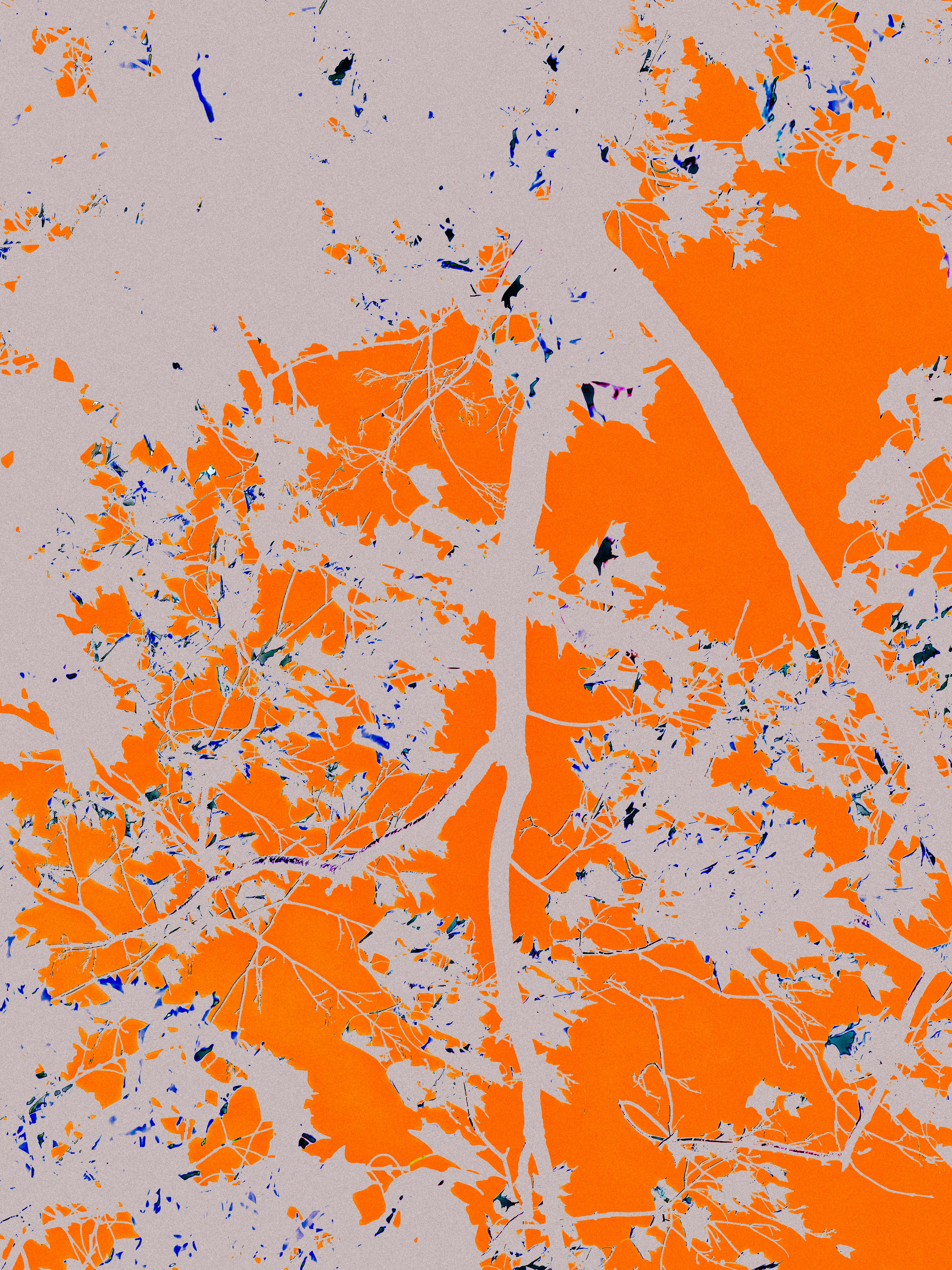 Vibrant Contrast: Nature's Abstract Canvas