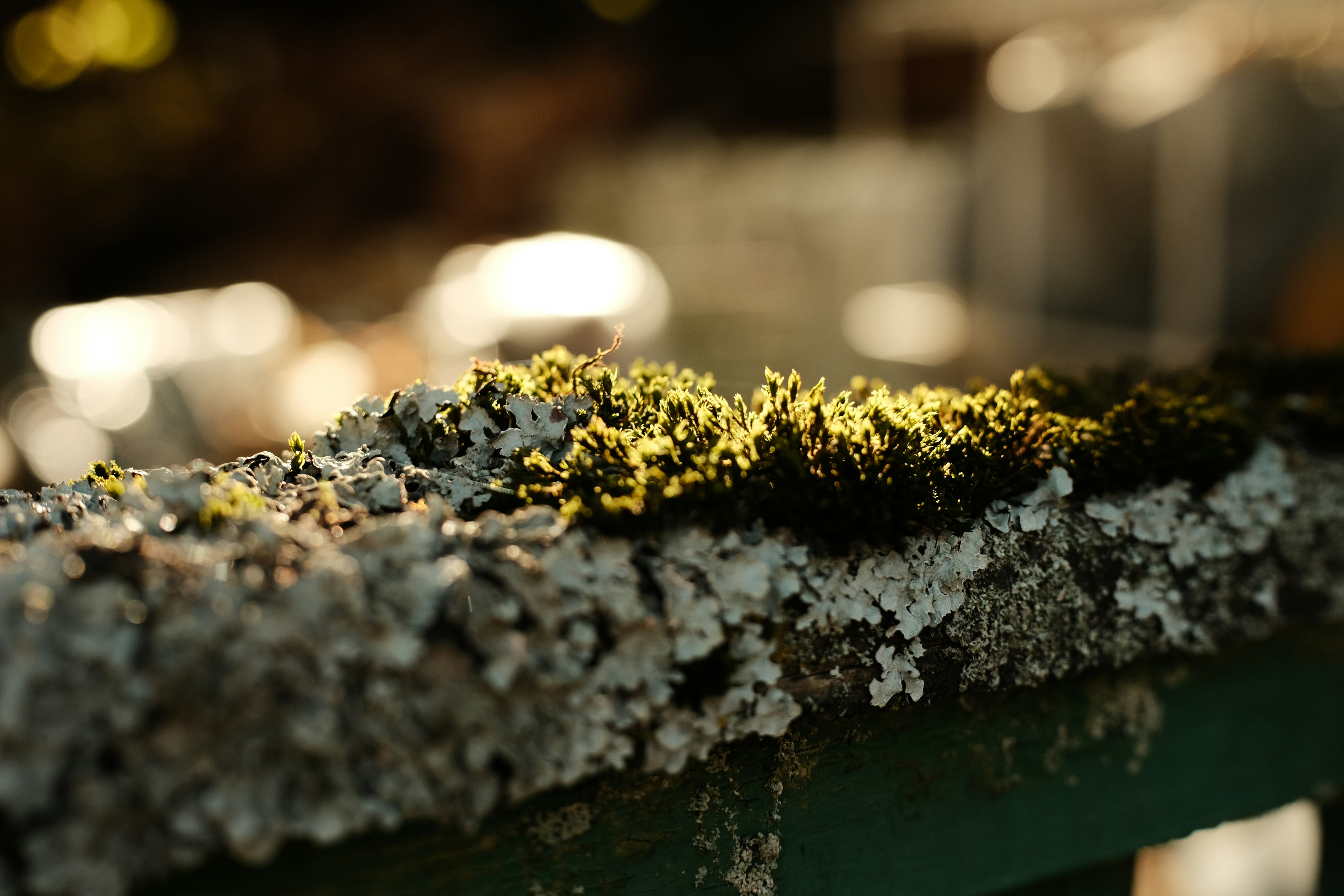 Whispers of Nature: A Mossy Embrace