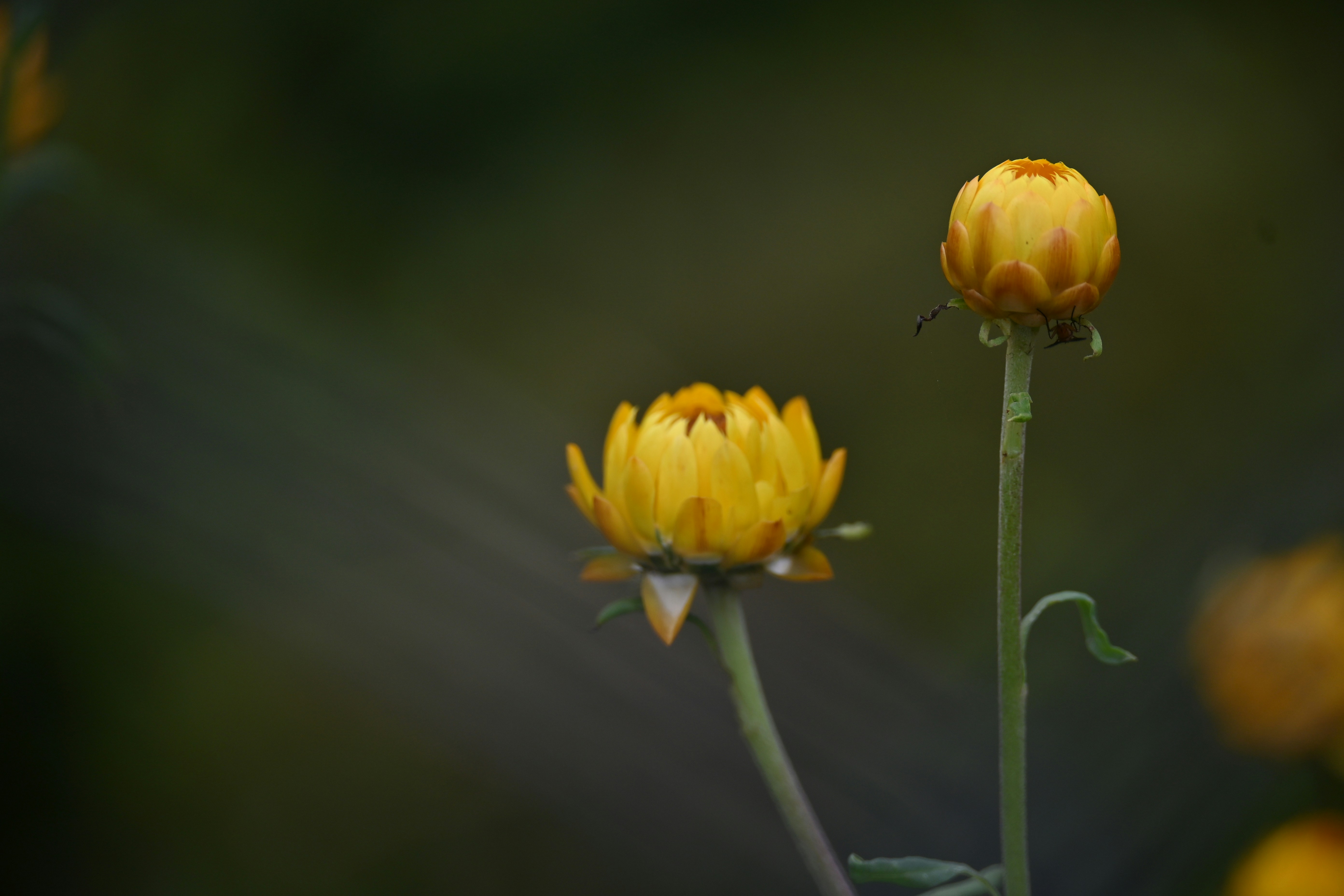 Two yellow flower buds on green stems.