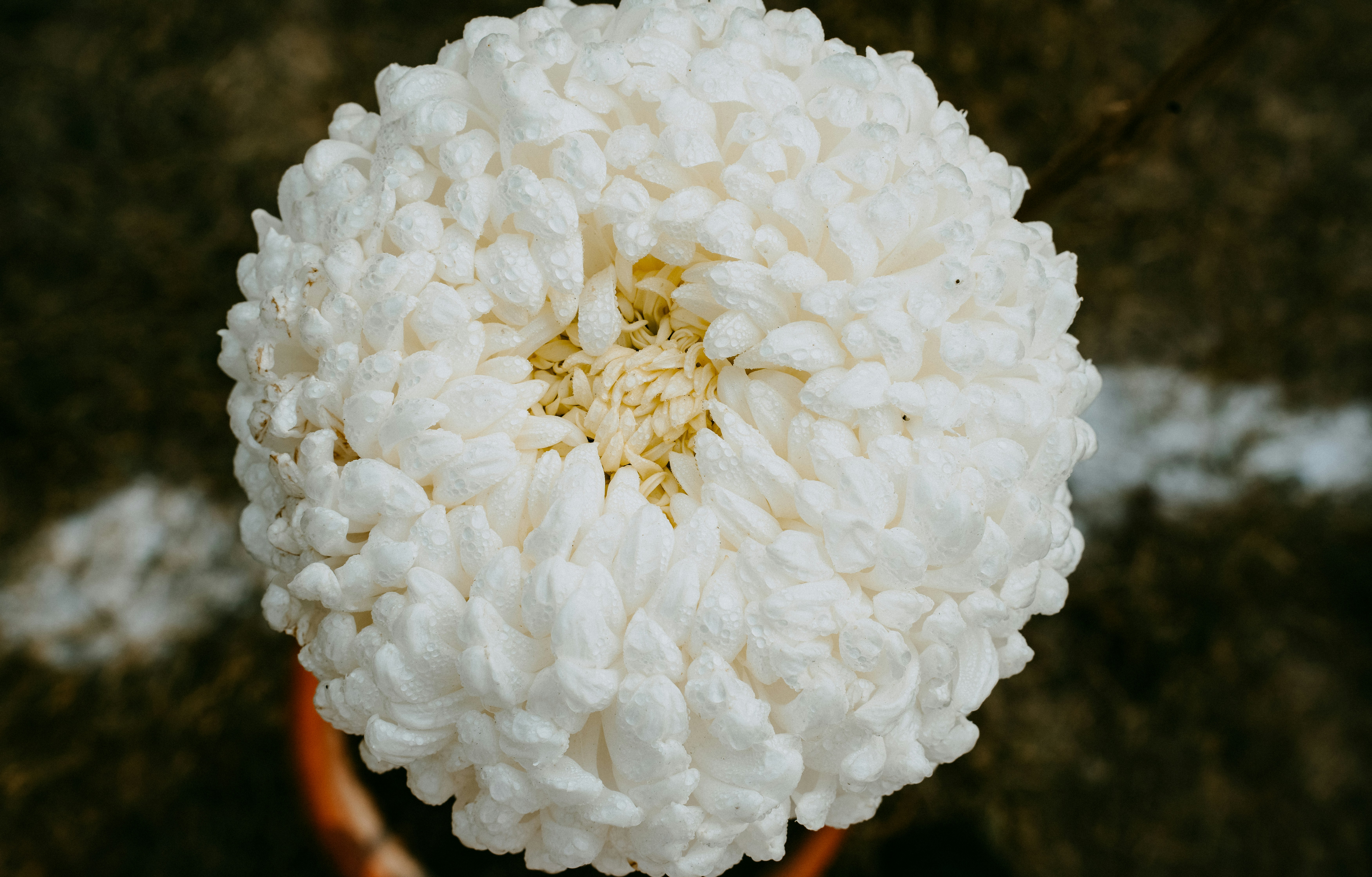 White Chrysanthemum Head in Soft Focus