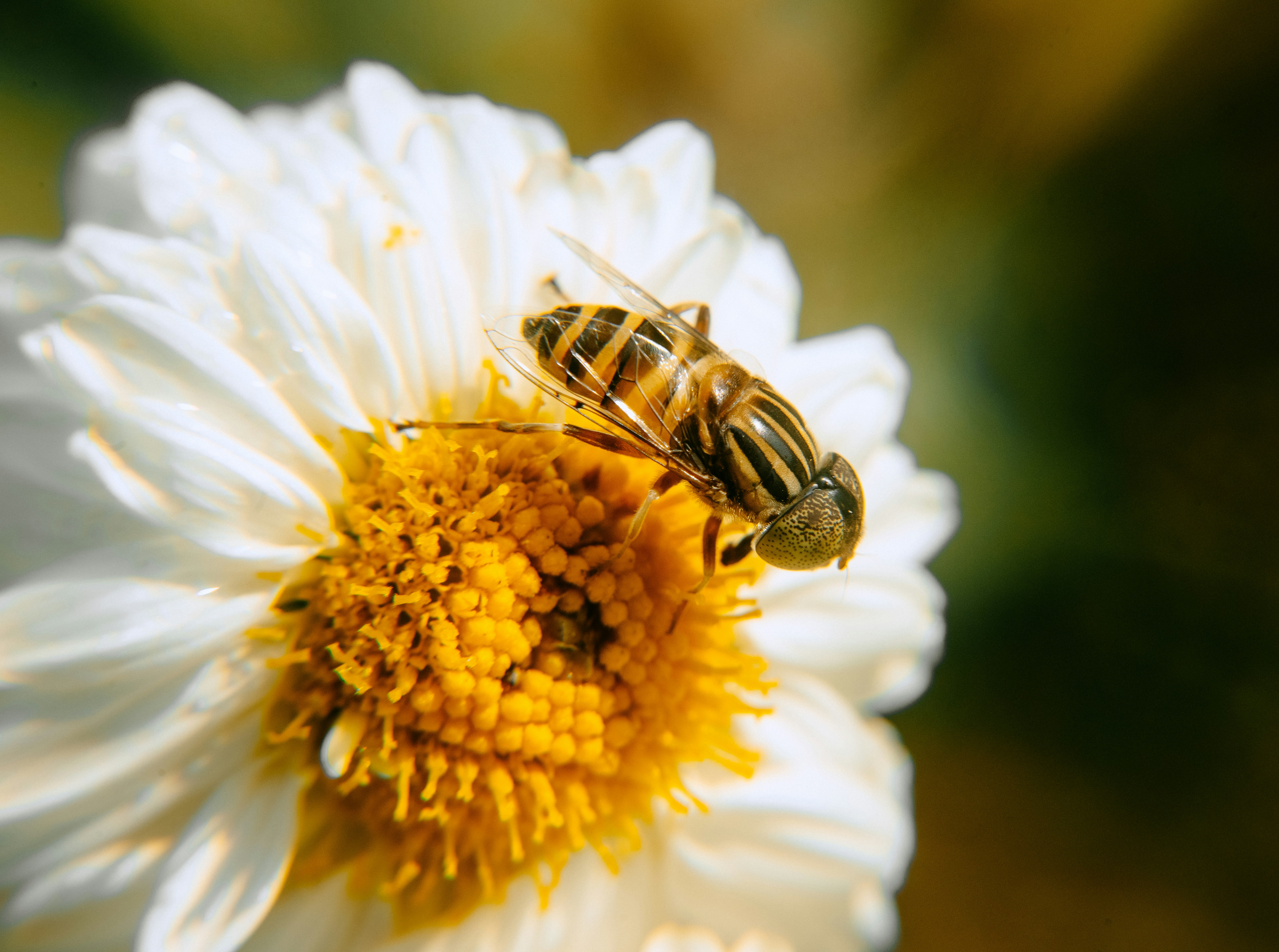 Beeline to the Sunlit Core: Honeybee on a White-and-Gold Blossom