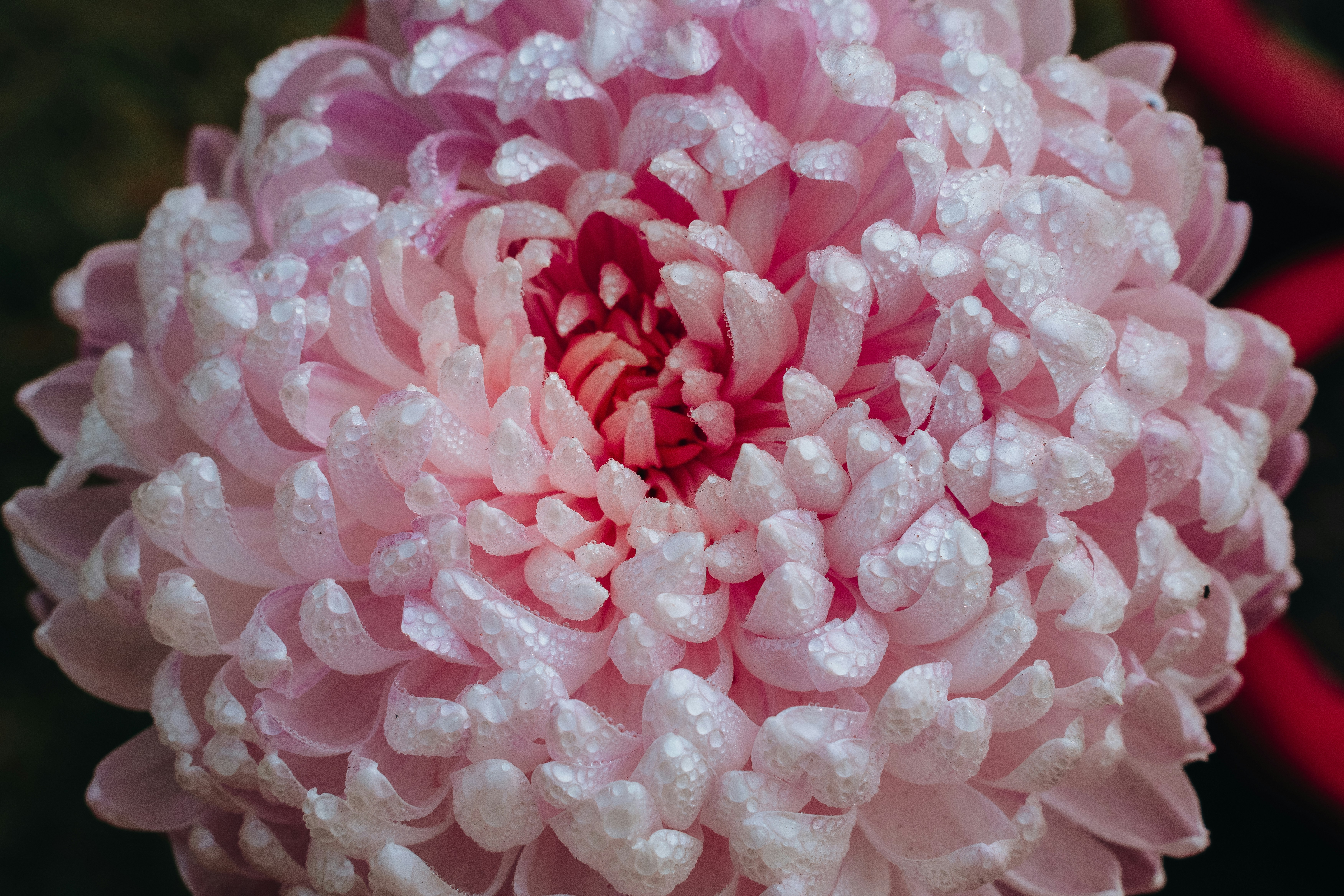 Pink Chrysanthemum in Soft Focus Garden Glow