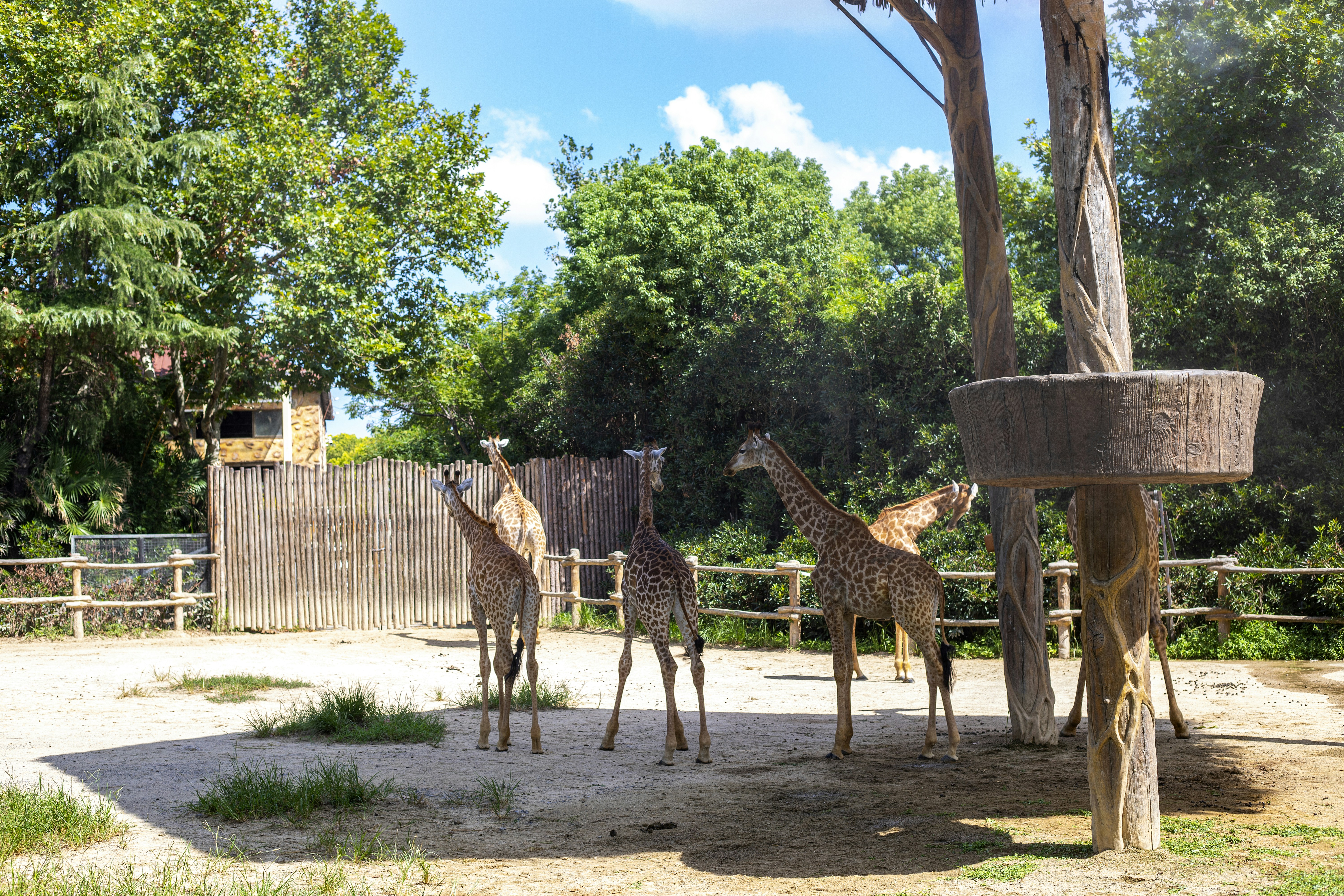 A group of graceful giraffes standing in a sun-drenched zoo enclosure, surrounded by lush green trees and wooden fencing. Their long necks and spotted coats create a striking silhouette against the bright blue sky. Perfect for wildlife photography, family travel content, educational materials, or any project celebrating nature’s elegance and gentle giants.