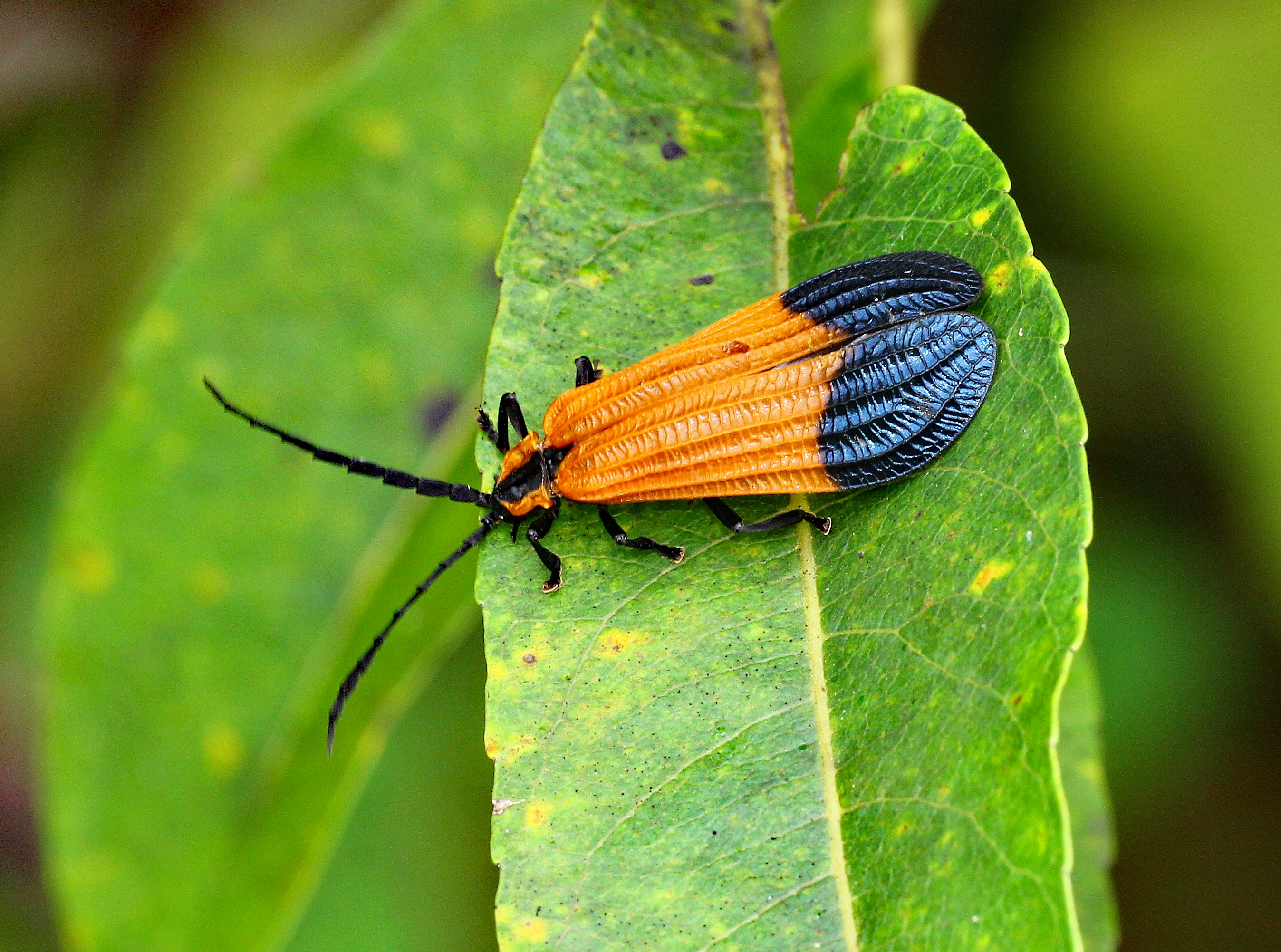Orange-and-Blue Blister Beetle on a Verdant Leaf