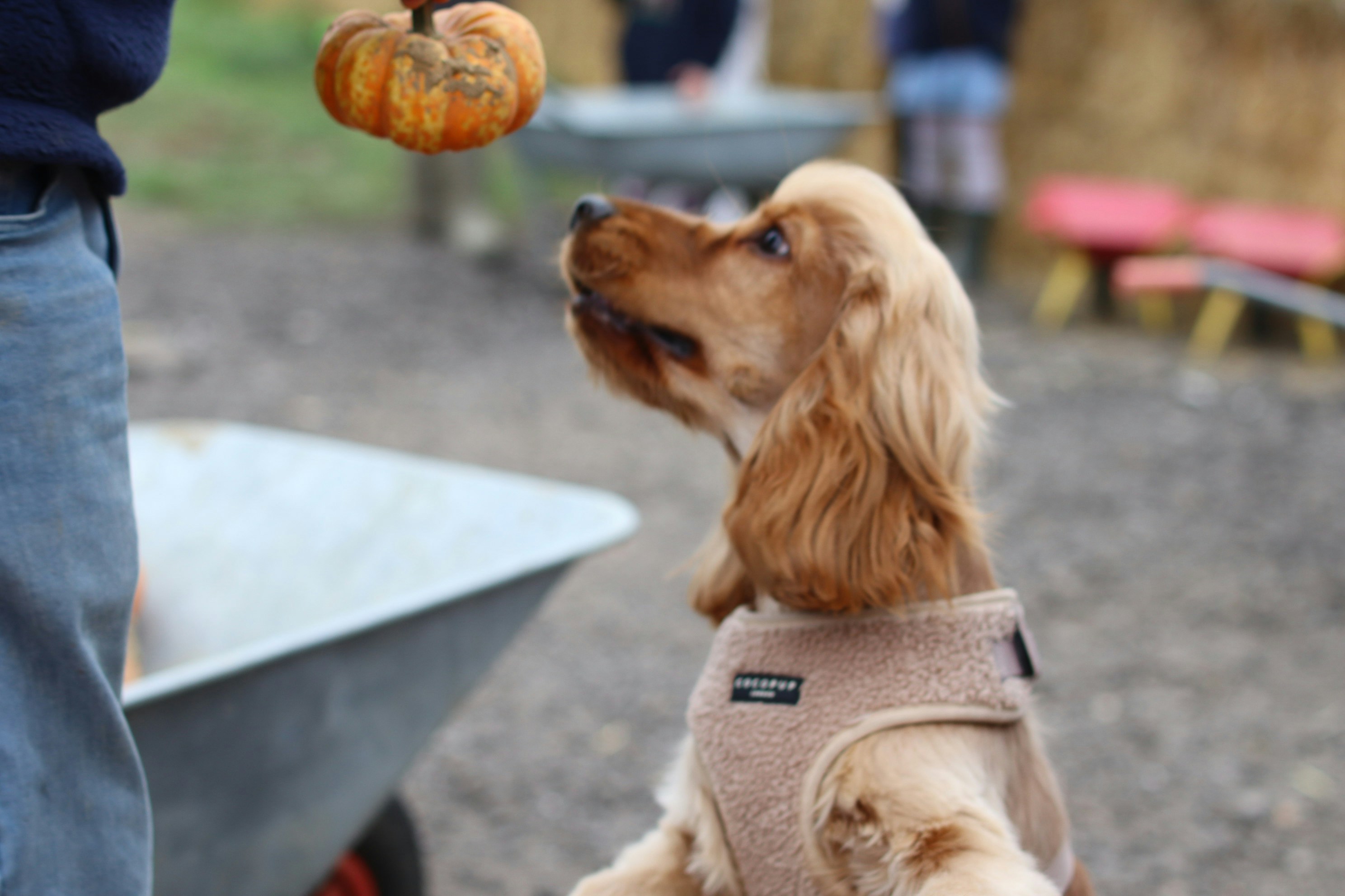 Cocker spaniel looking up at a small pumpkin