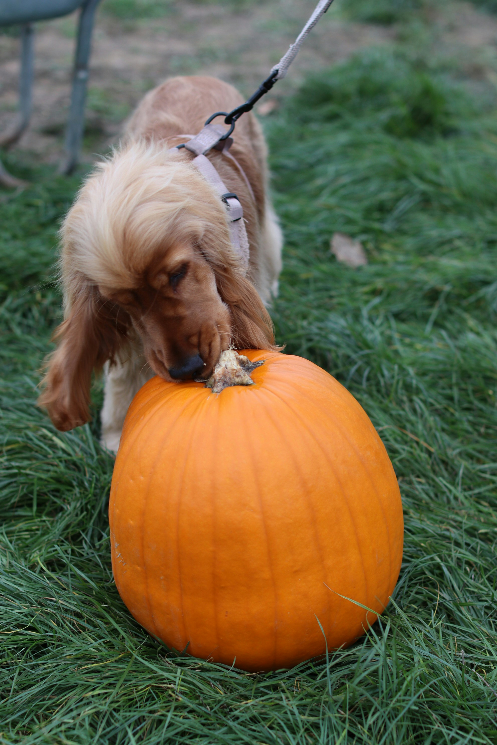 Autumn Nuzzle: Golden Retriever Meets a Pumpkin on the Lawn