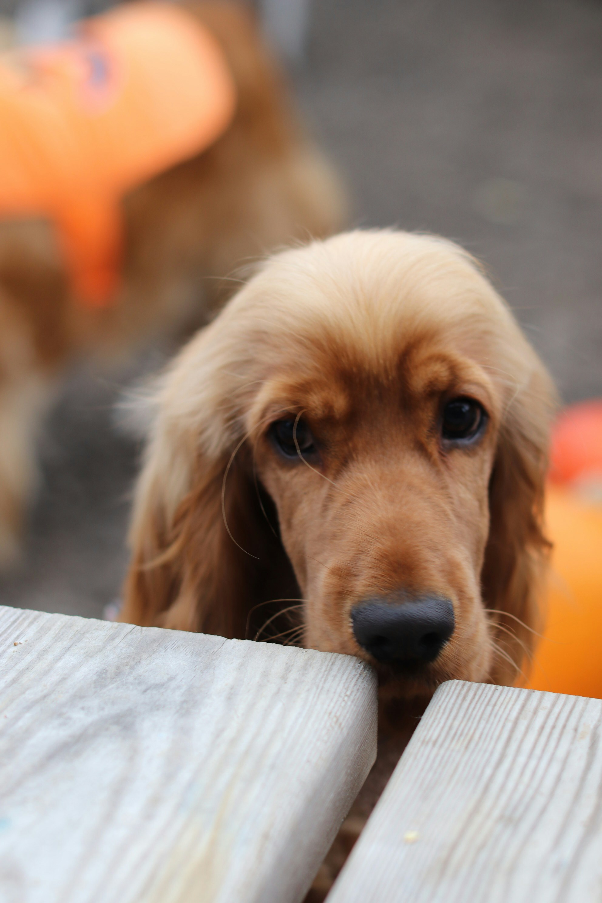 A golden cocker spaniel peeks over a wooden table