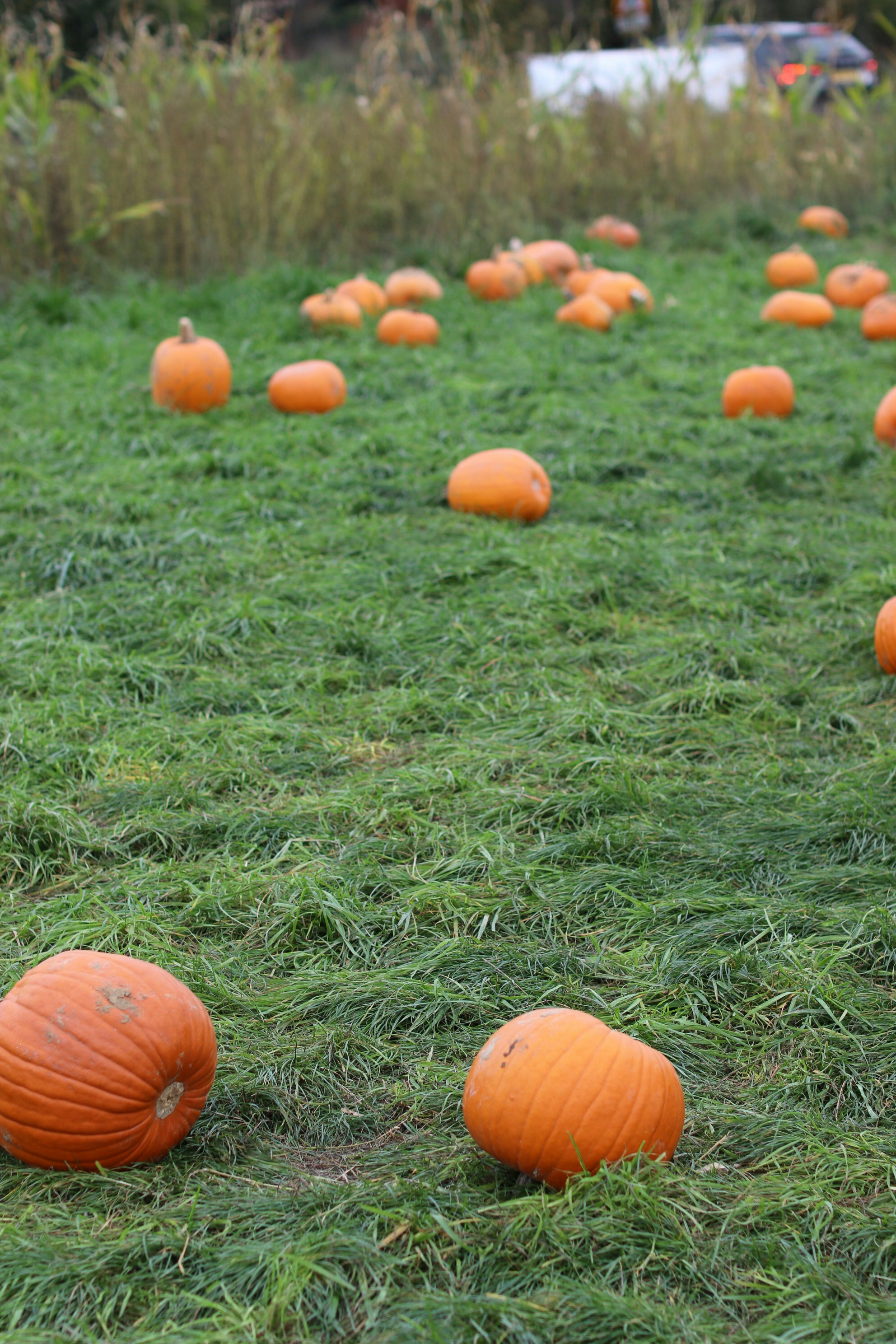 Orange Spheres on Green Velvet: A Pumpkin Patch Portrait