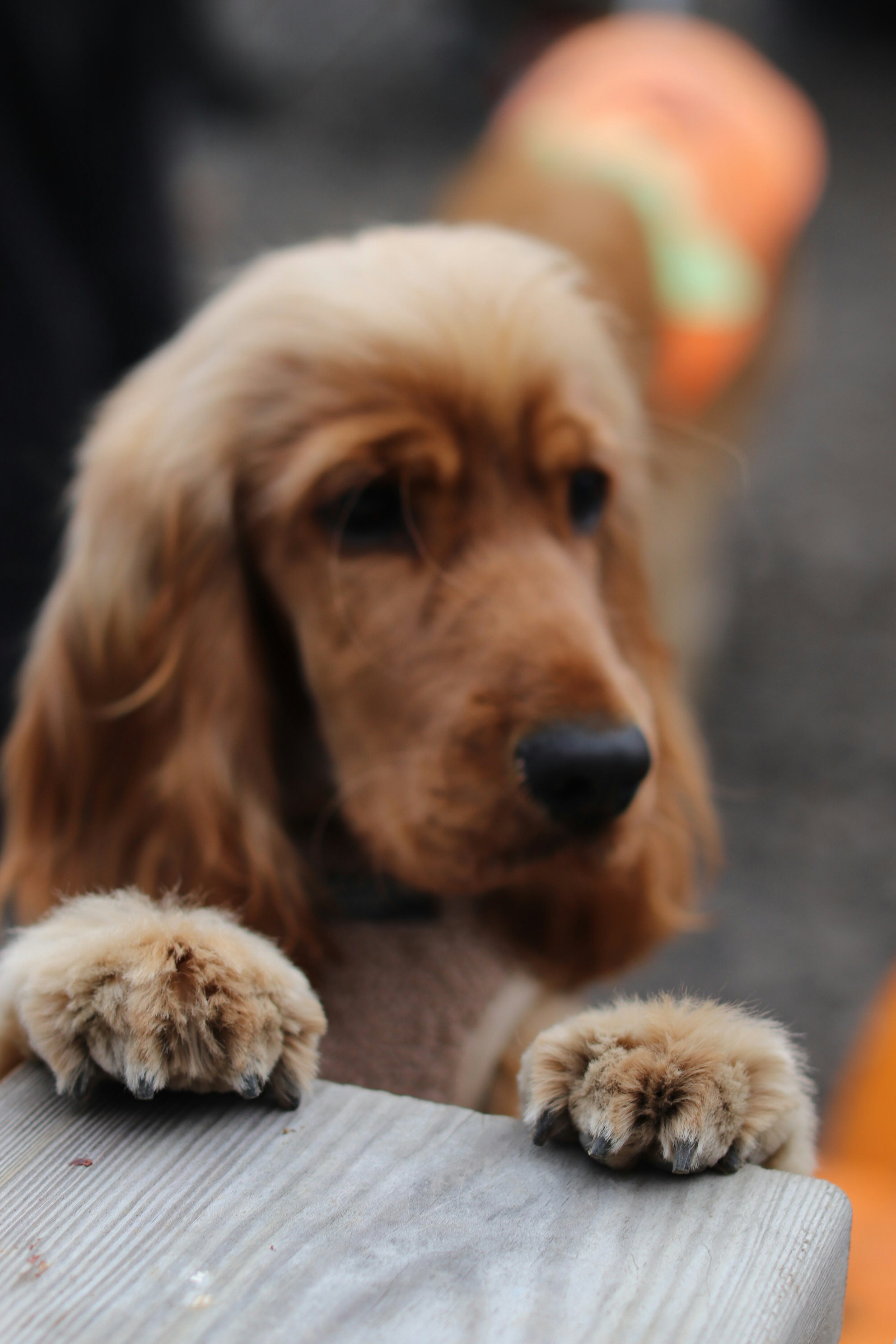 Curious Canine Contemplation
