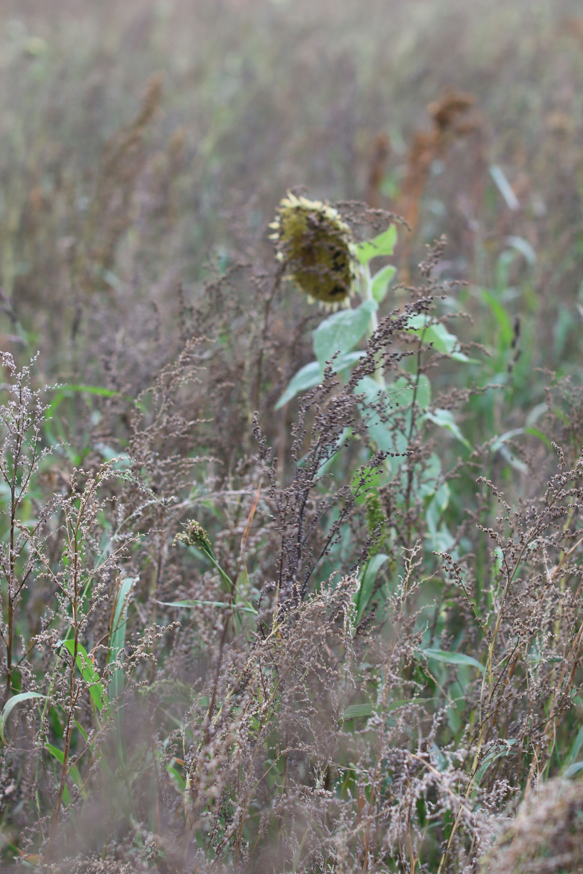 Whispers of the Wild: A Sunflower's Solitude