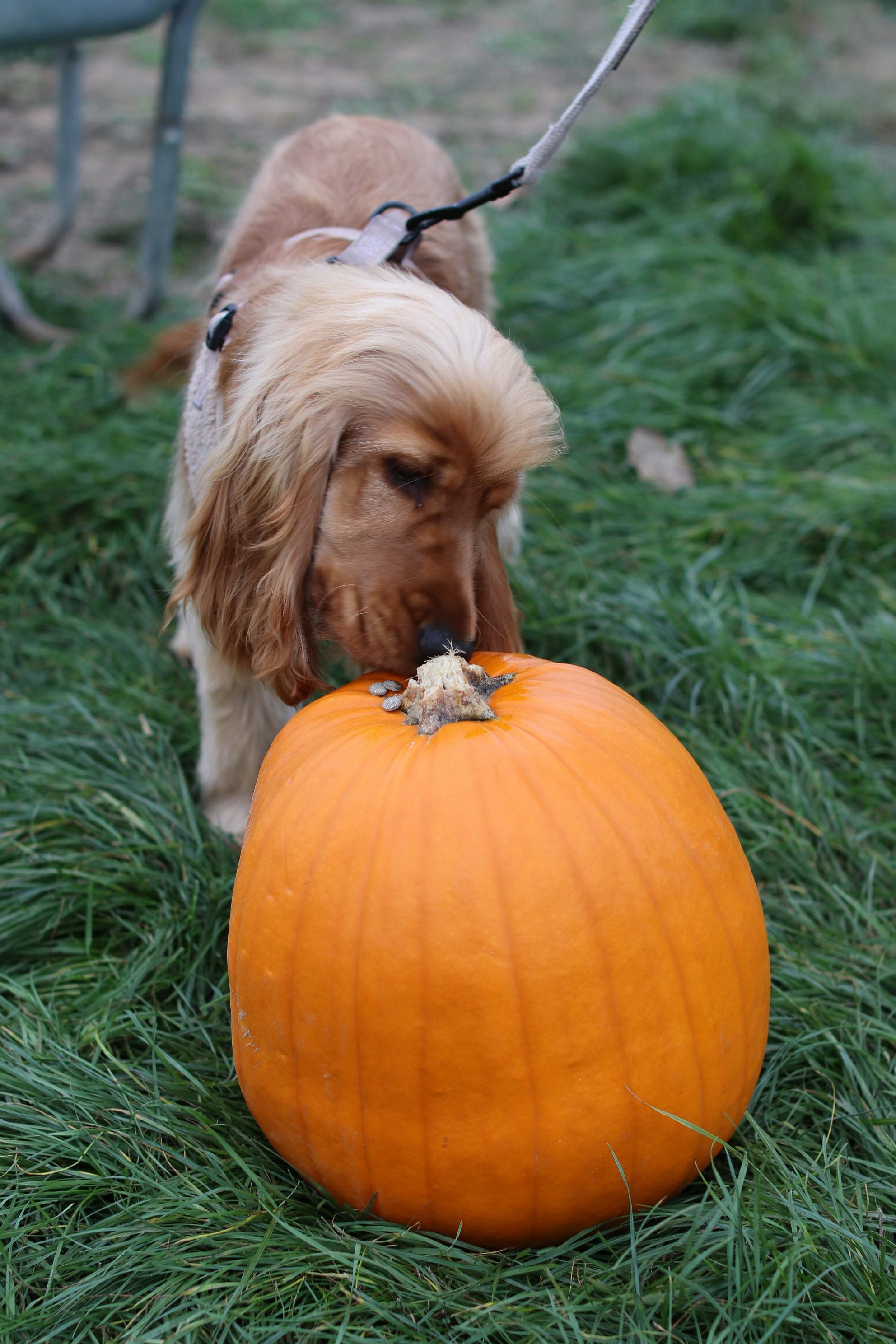 Pumpkin Sniff: A Leashed Dog Investigates an Autumn Orange