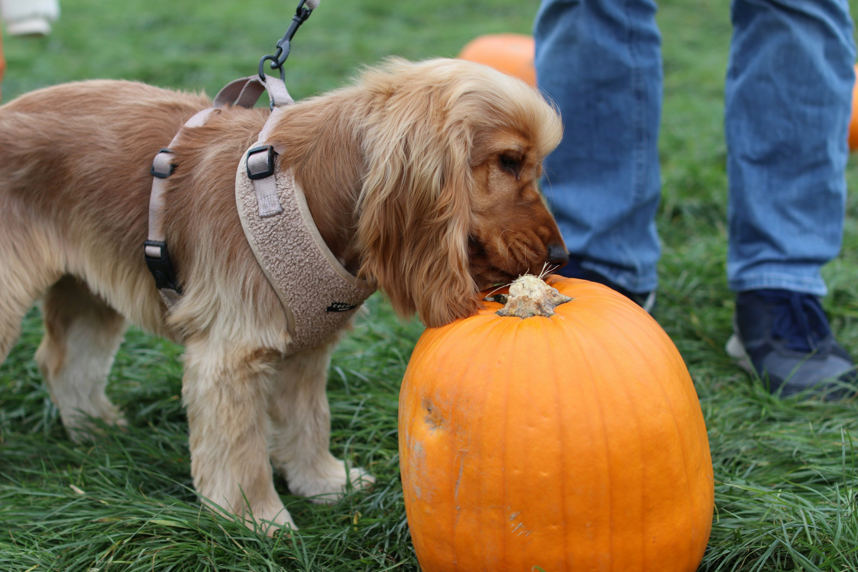 Photo by Tanya Barrow with Canon EOS 77D