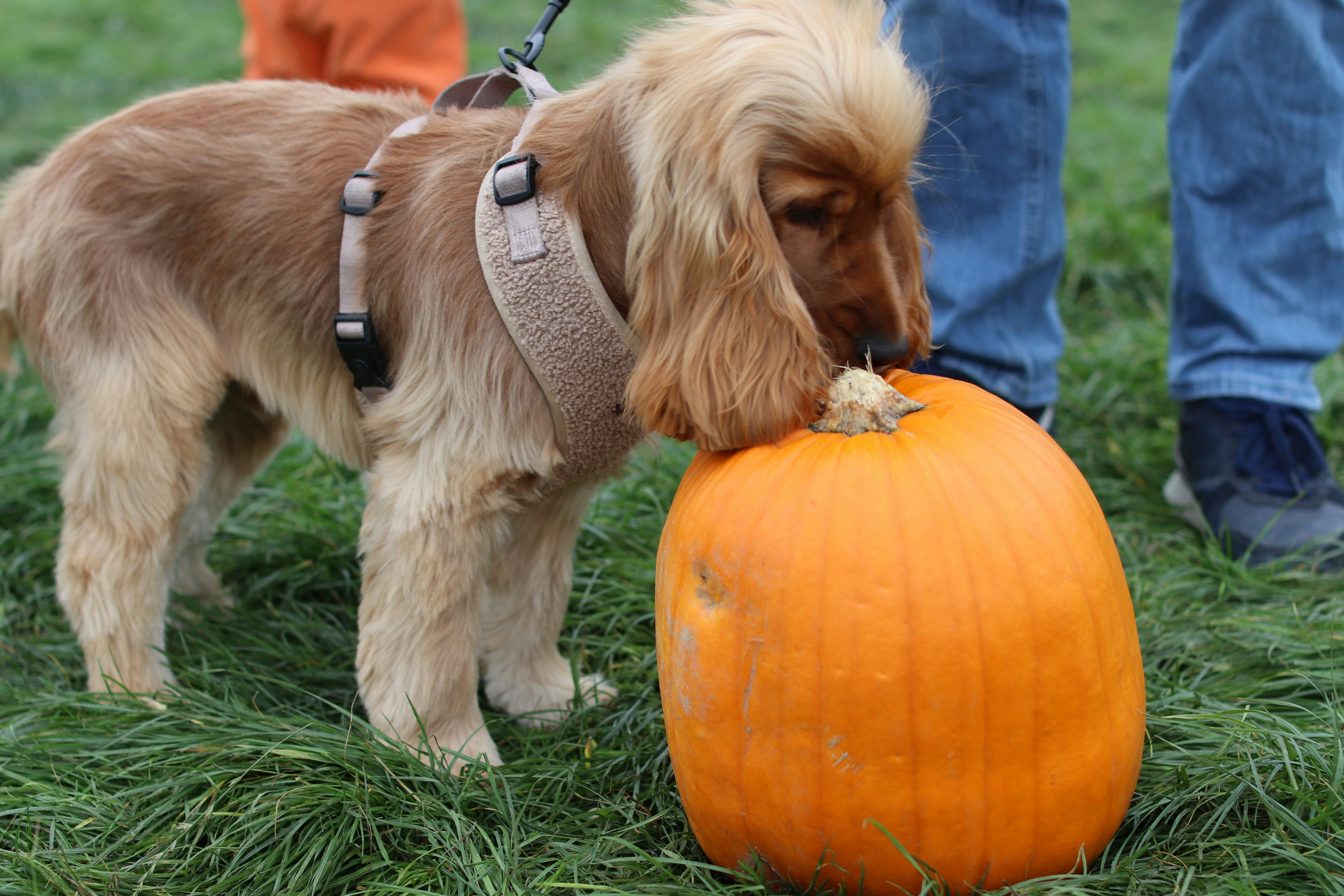 Photo by Tanya Barrow with Canon EOS 77D