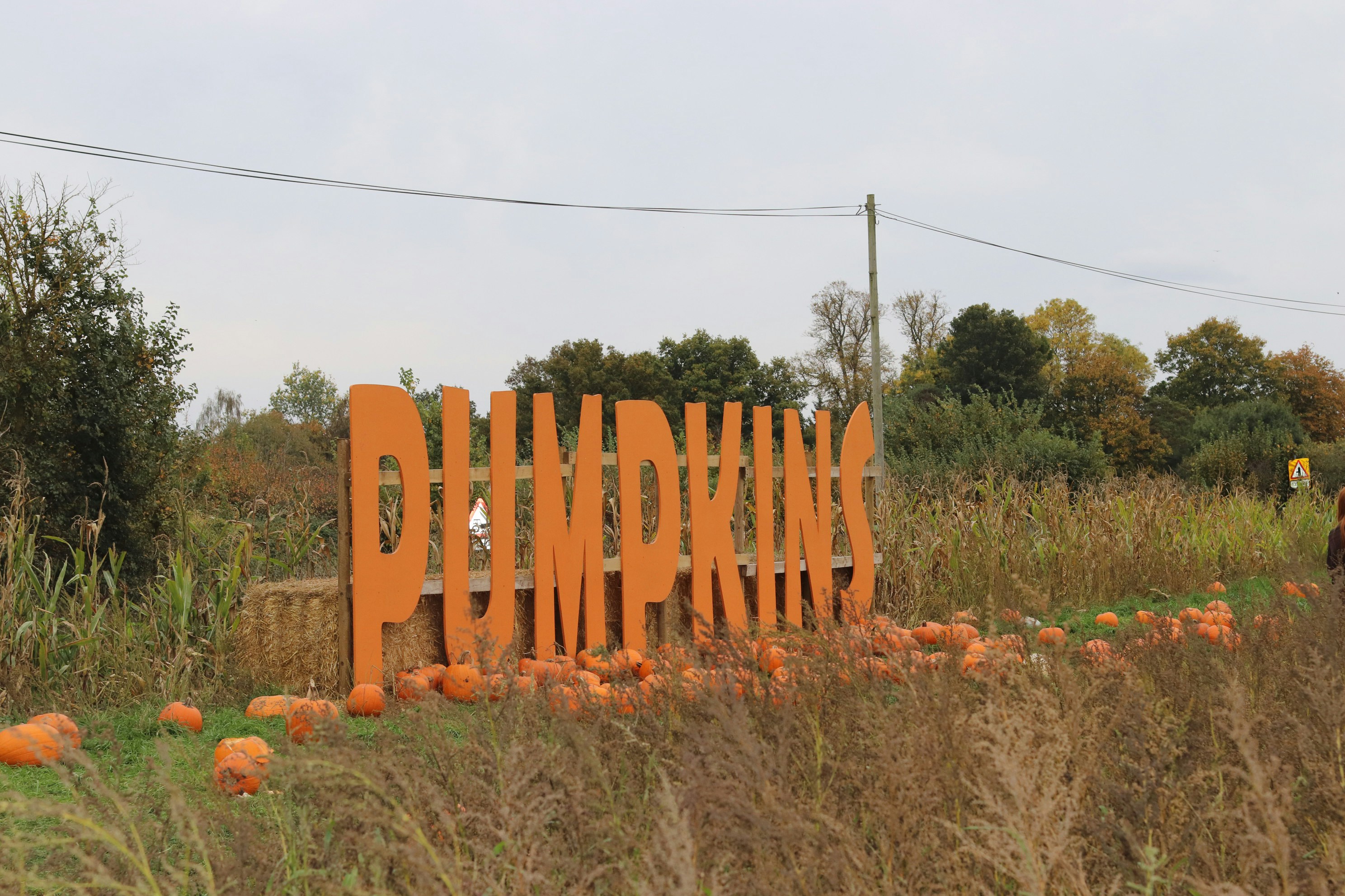 Harvest Festival Signage Amidst Autumn Splendor