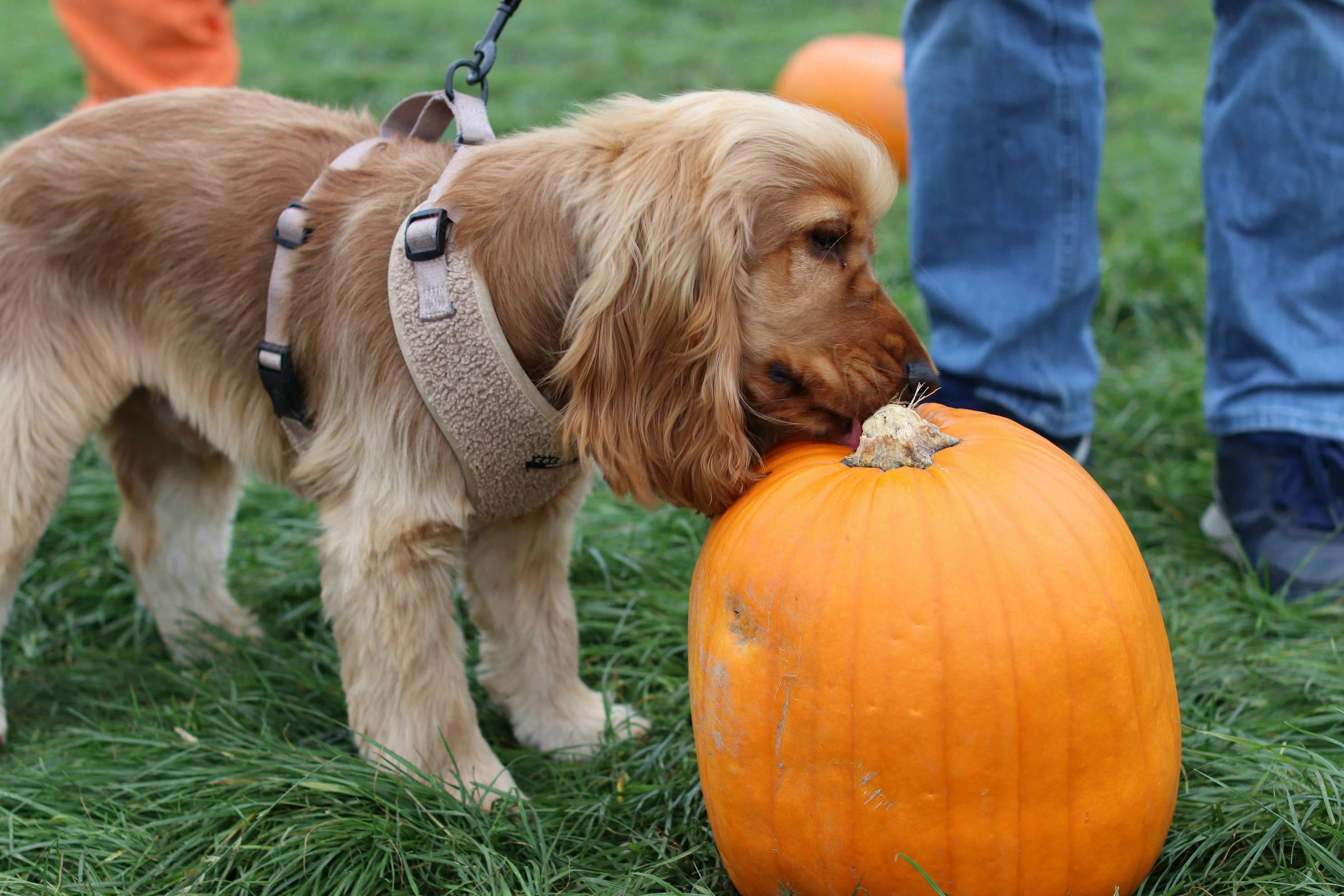 Autumn Sniff: A Golden Puppy Nuzzles a Bright Pumpkin on Grass