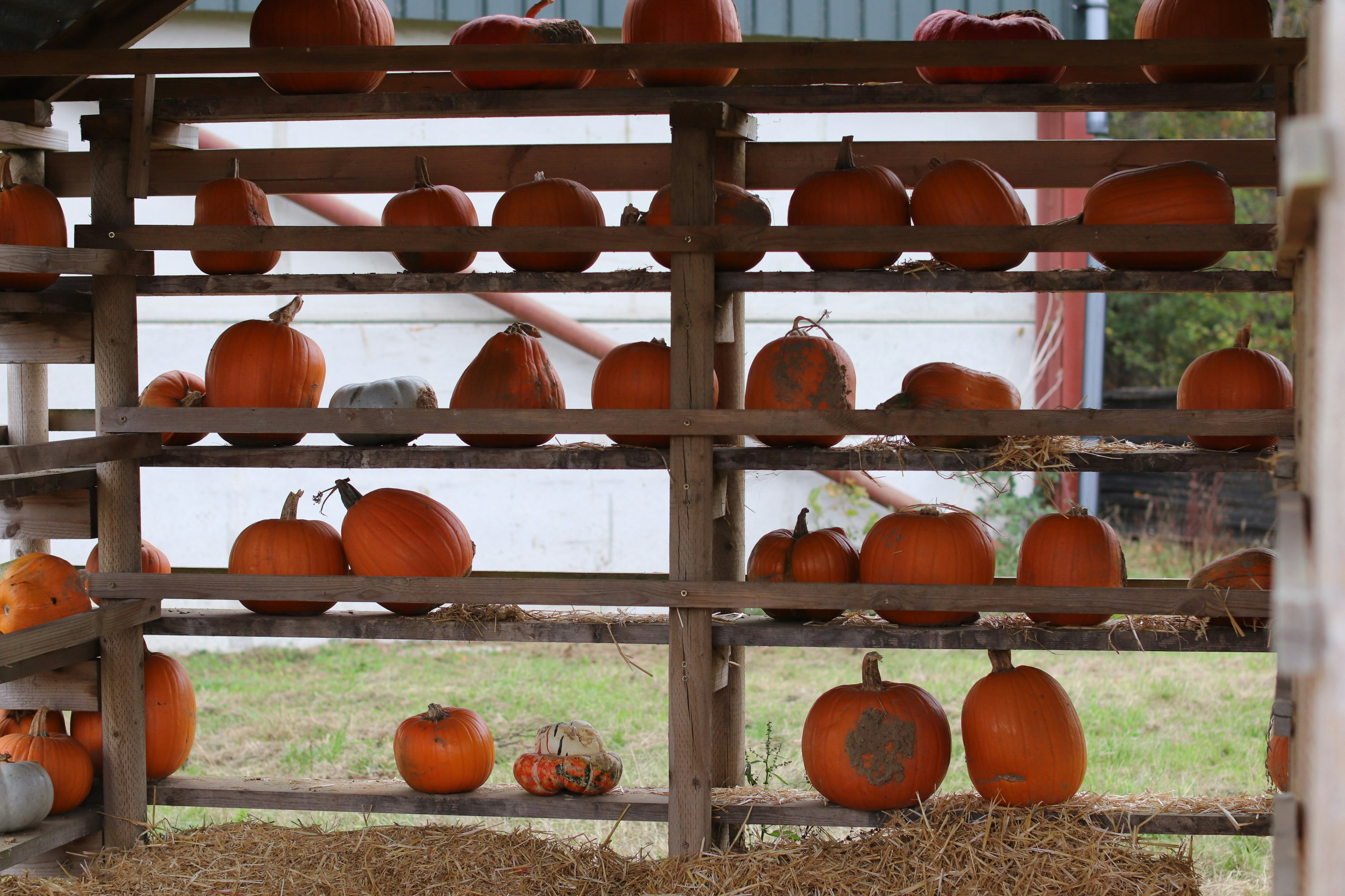 Harvest Lattice: Pumpkins Framed by Sheltered Wooden Racks