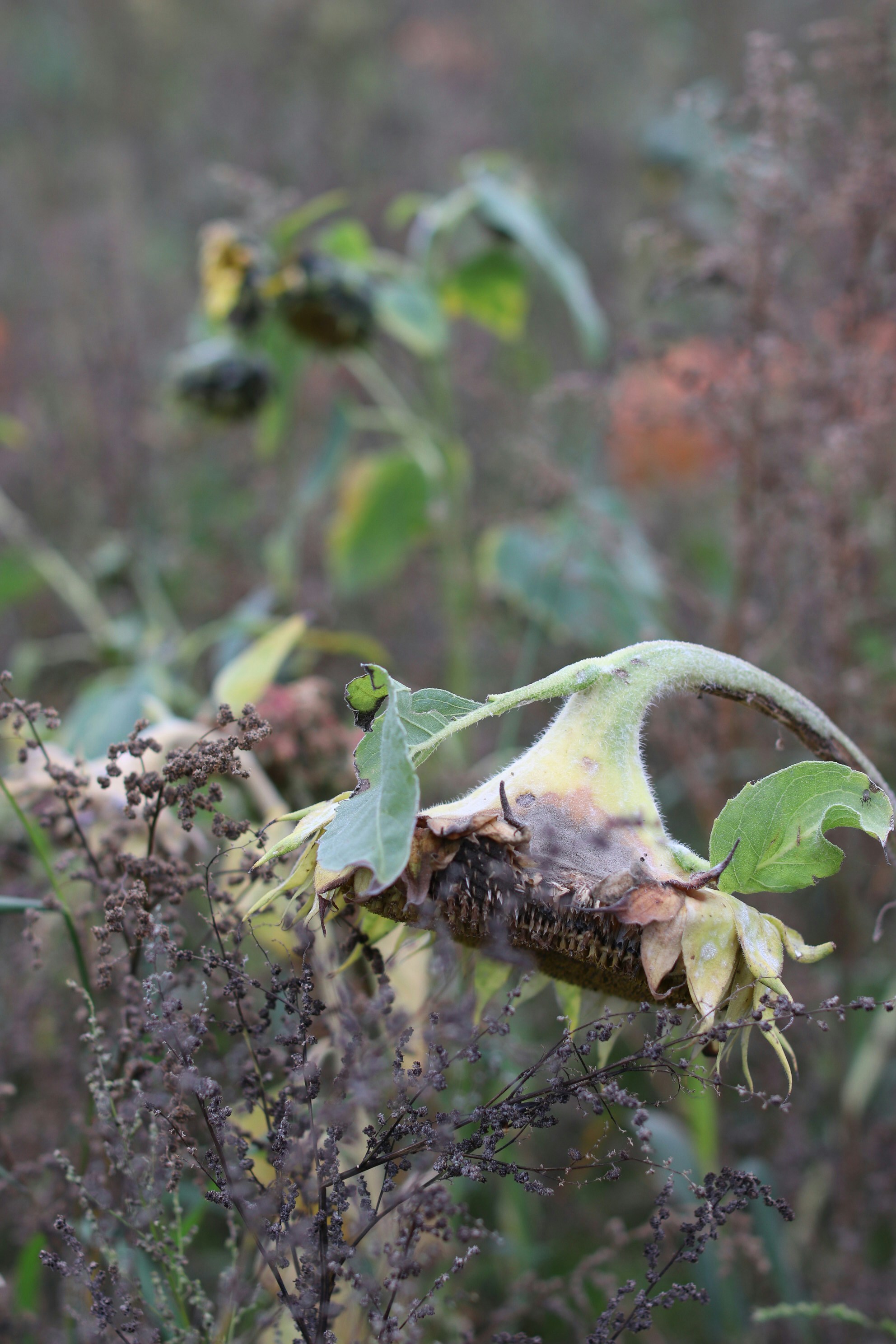 Withered Sunflower Crown in a Quiet Autumn Field
