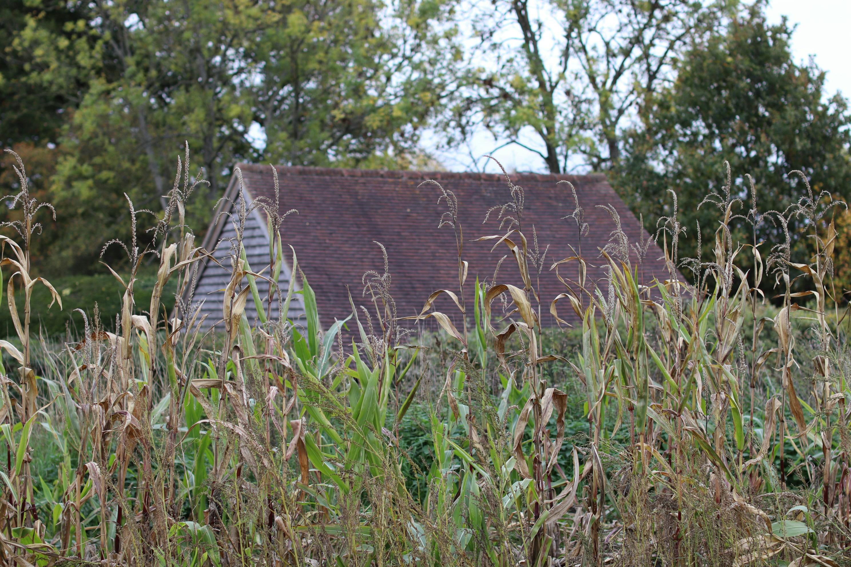 Rustic barn partially obscured by tall corn stalks, embodying the essence of fall's quiet beauty.