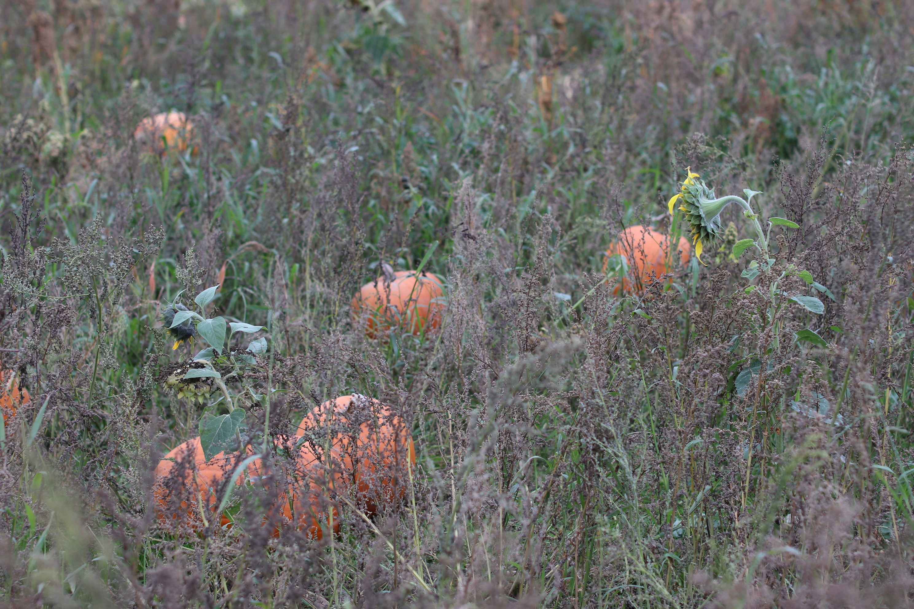 Orange pumpkins nestled among tall, wild grasses in an autumn field.
