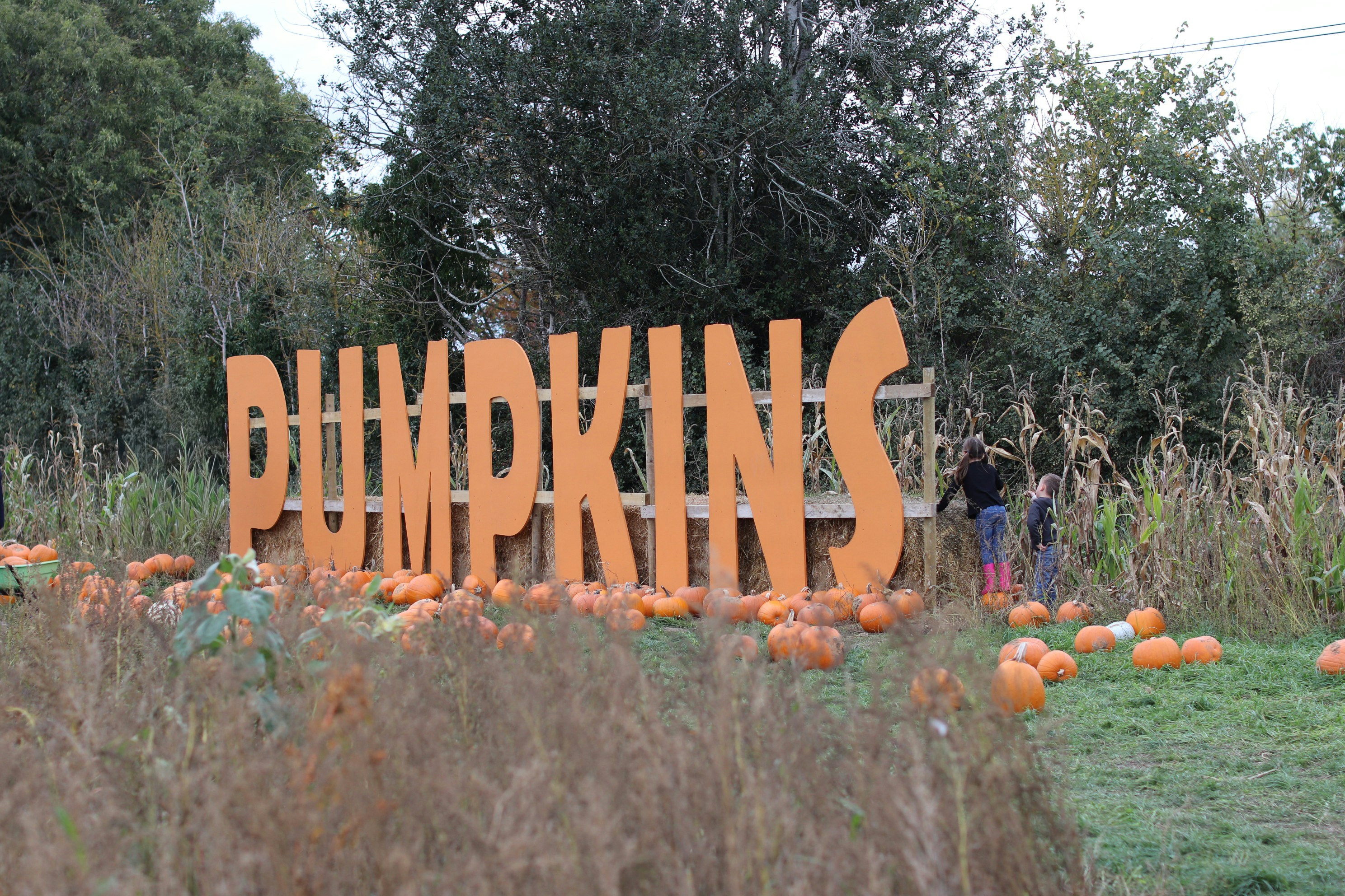 Pumpkin Field Signage at Dusk: A Corrugated Welcome