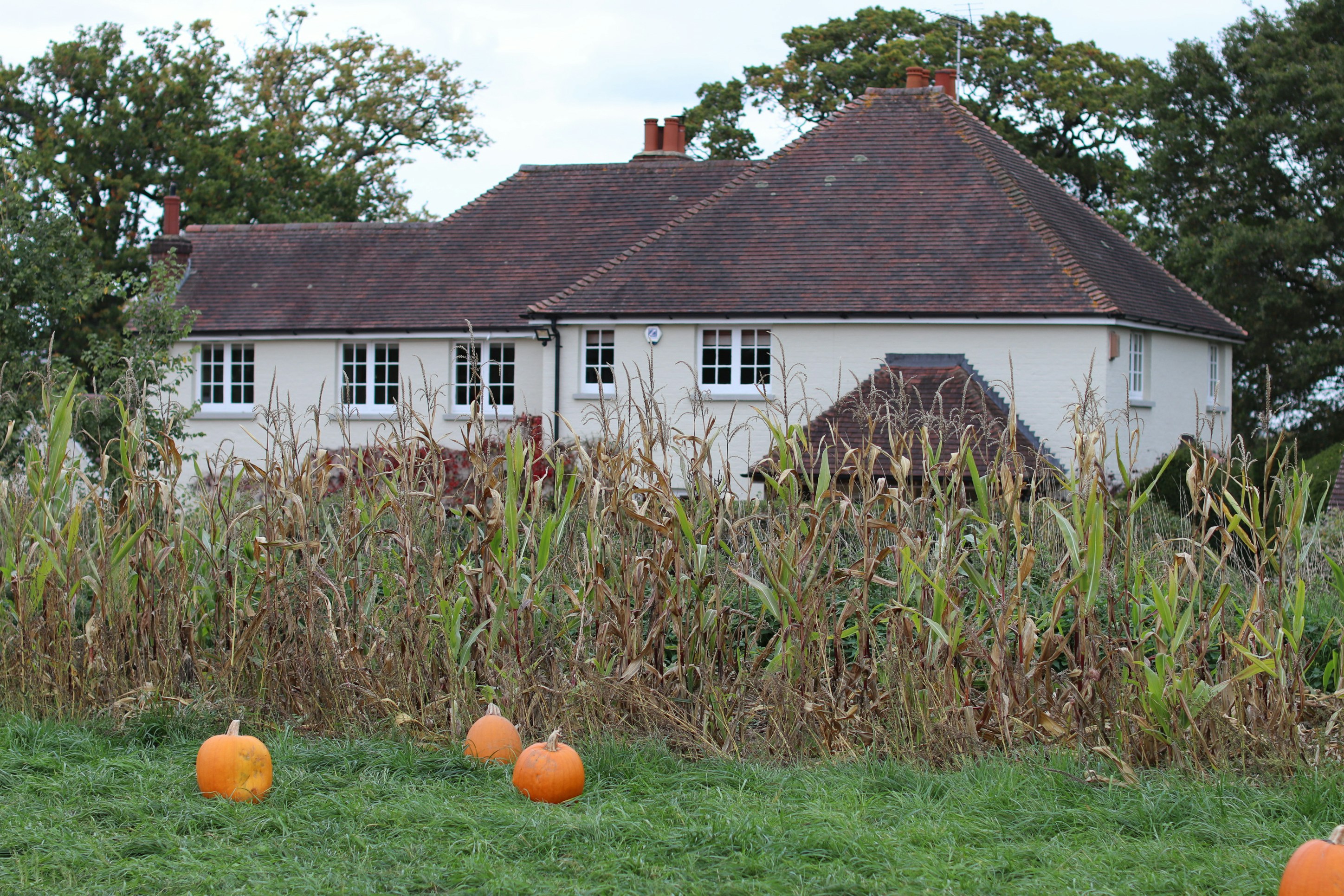 Photo by Tanya Barrow with Canon EOS 77D