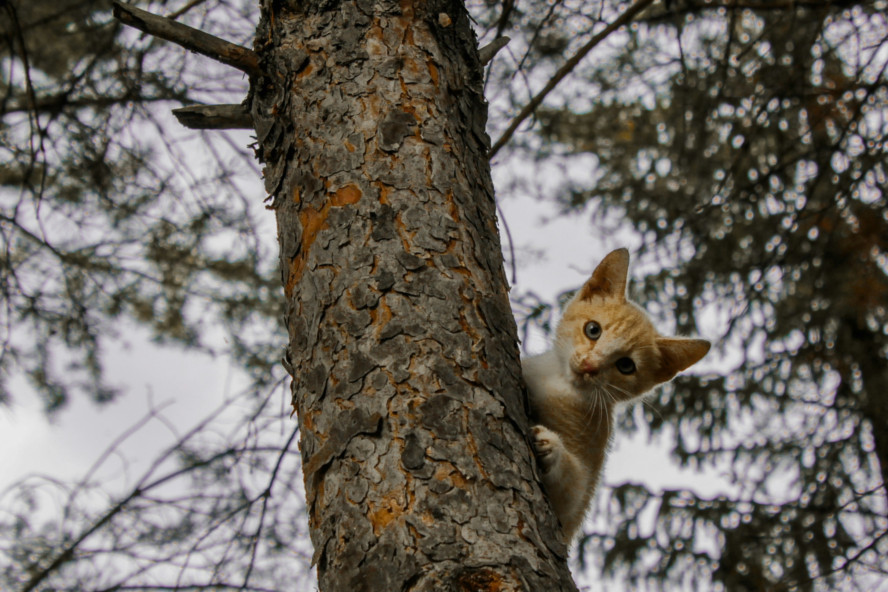 Whiskered Perch: a curious cat peers from a pine trunk