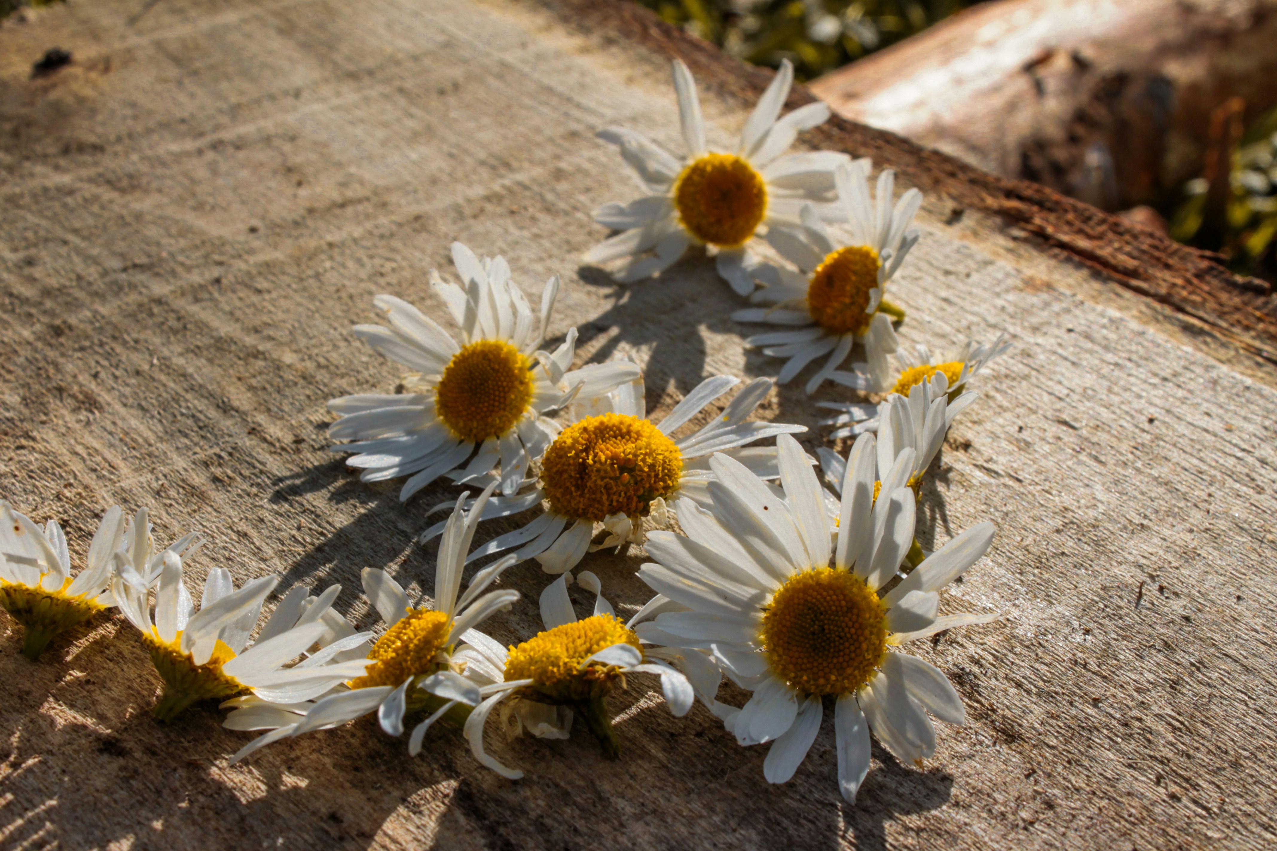Sun-Burnished Daisies on Weathered Wood