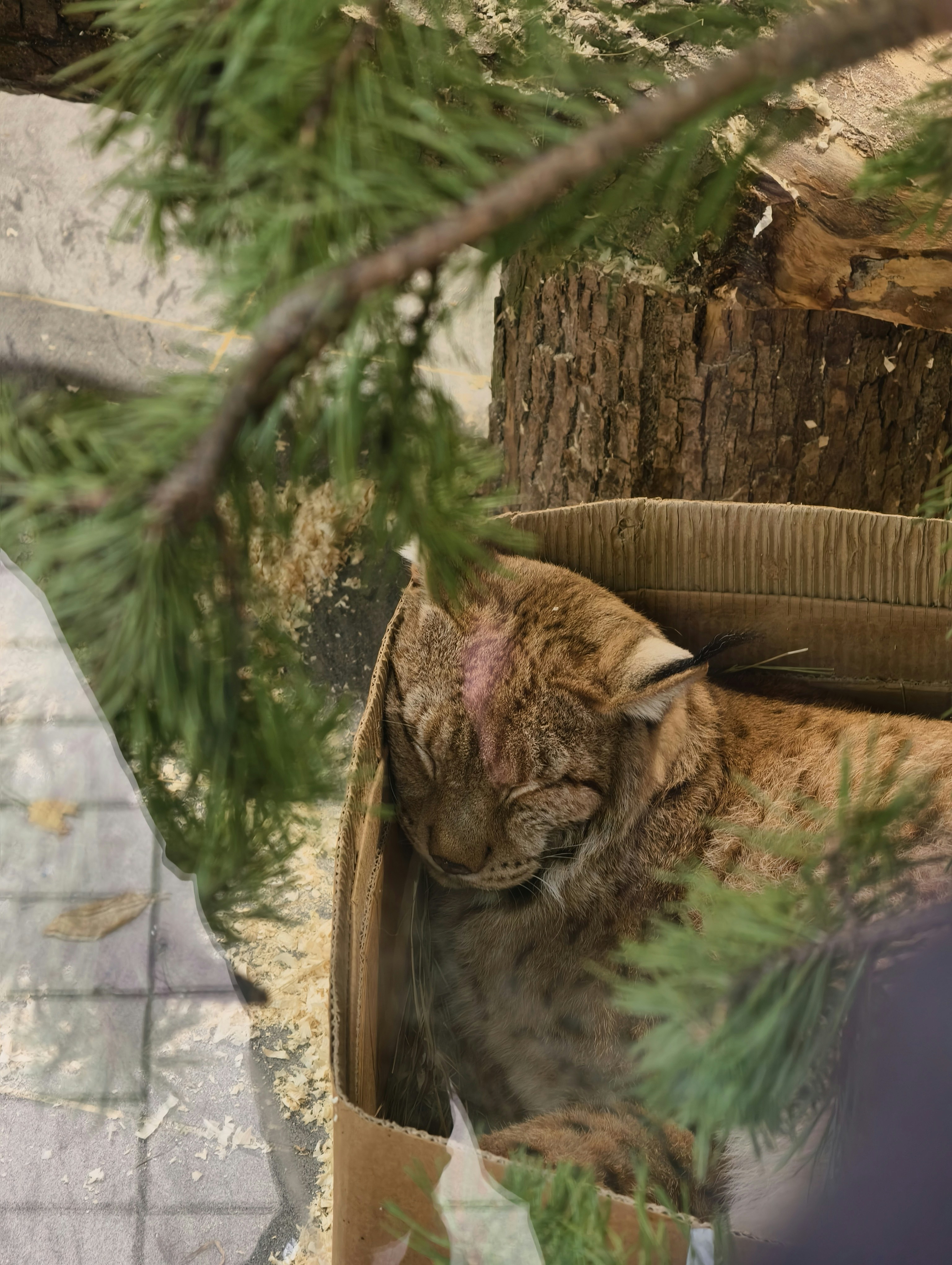 A lynx sleeps in a cardboard box.