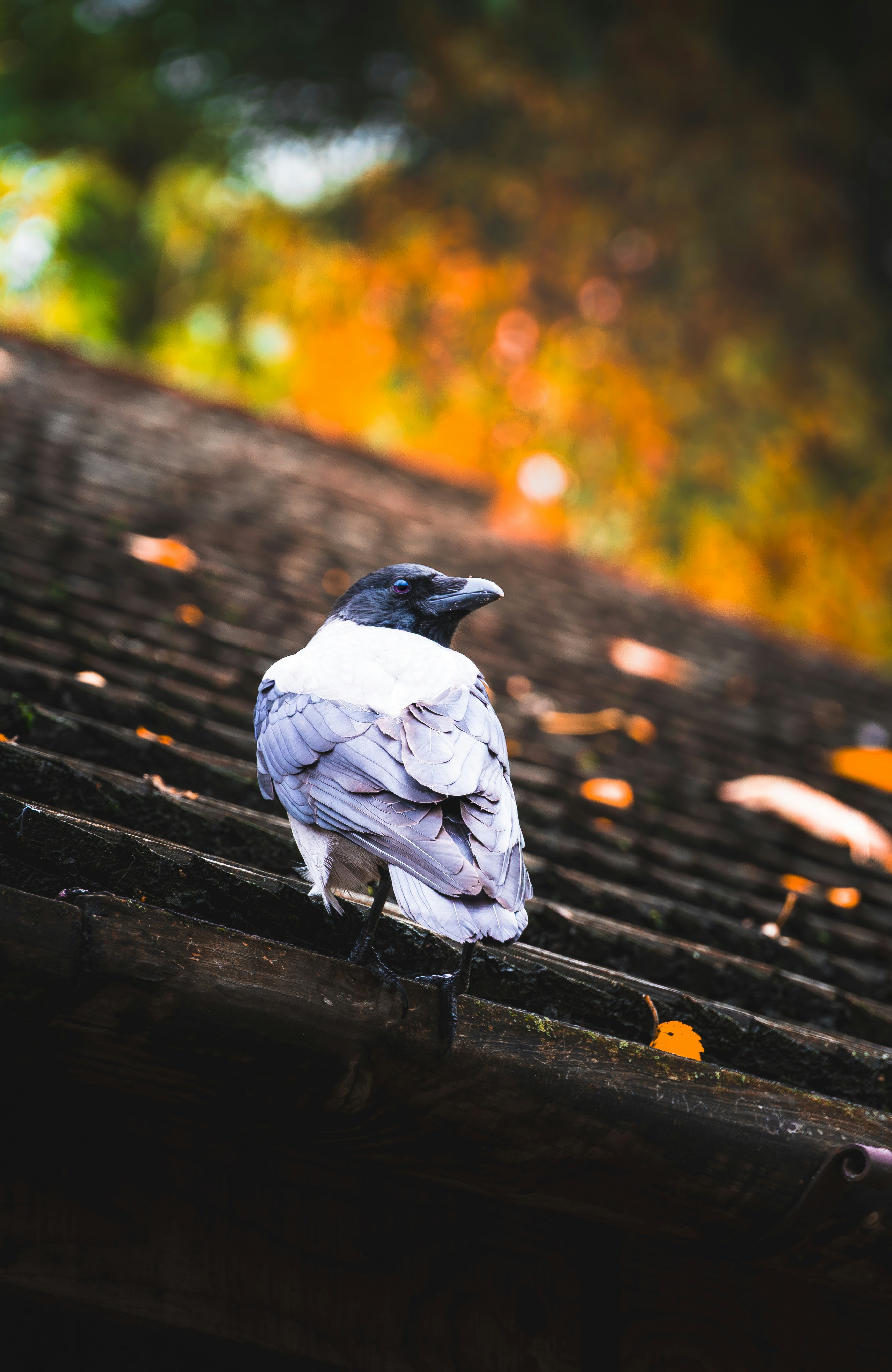 Sergey Antonov (@fabbulous) | Comunidade de fotos da Unsplash